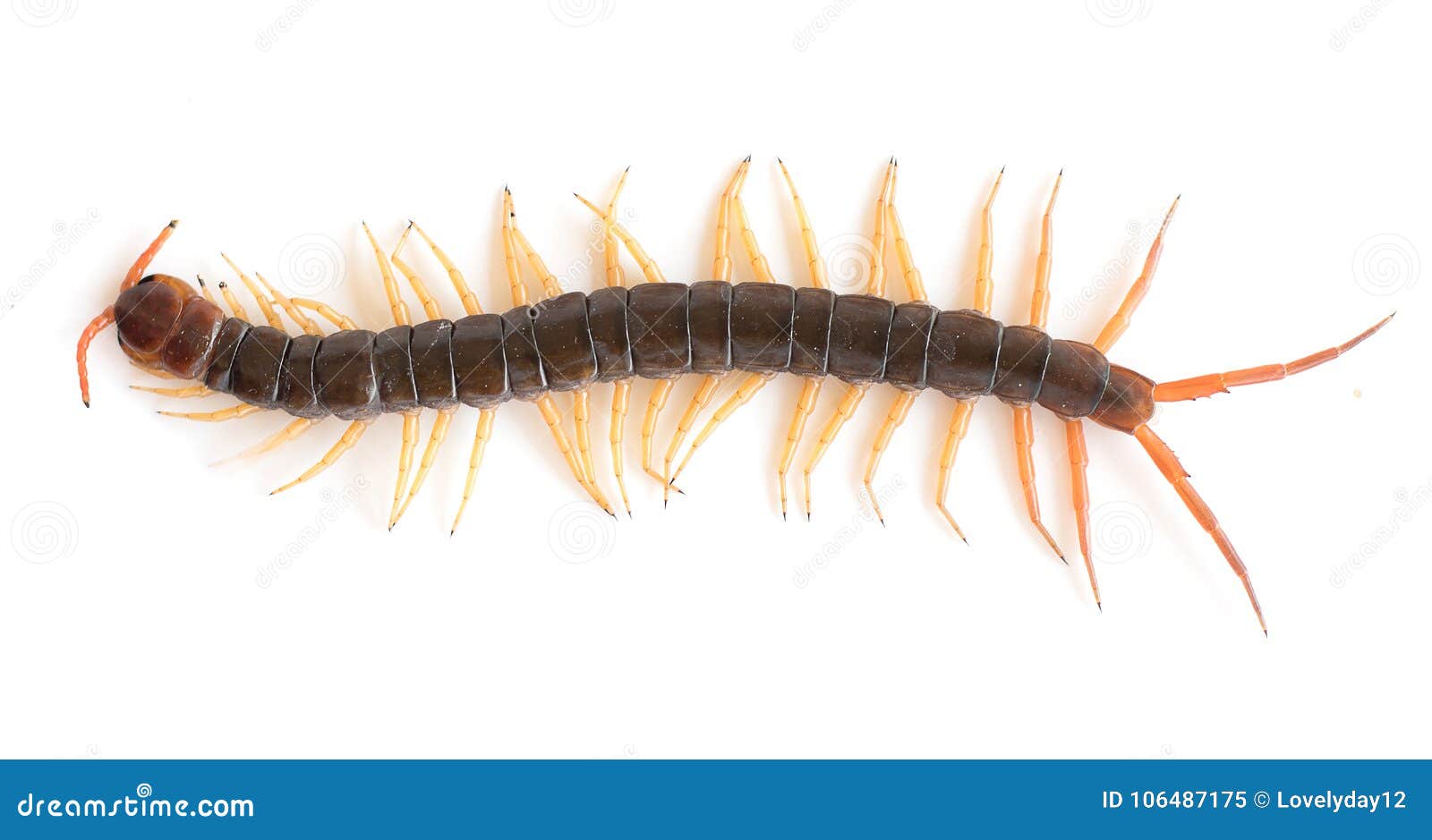 Dangerous Giant Centipede Isolate on White Stock Image - Image of brown ...