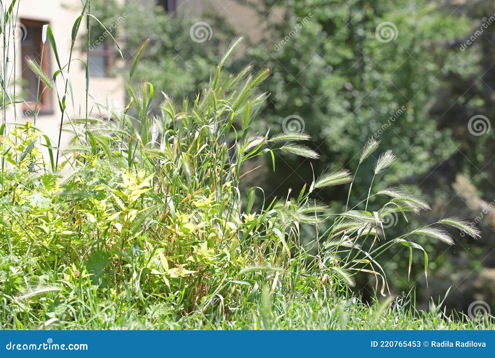 Grass Awns That Can Be Dangerous For Dogs. June Grass Ears Stock Image ...