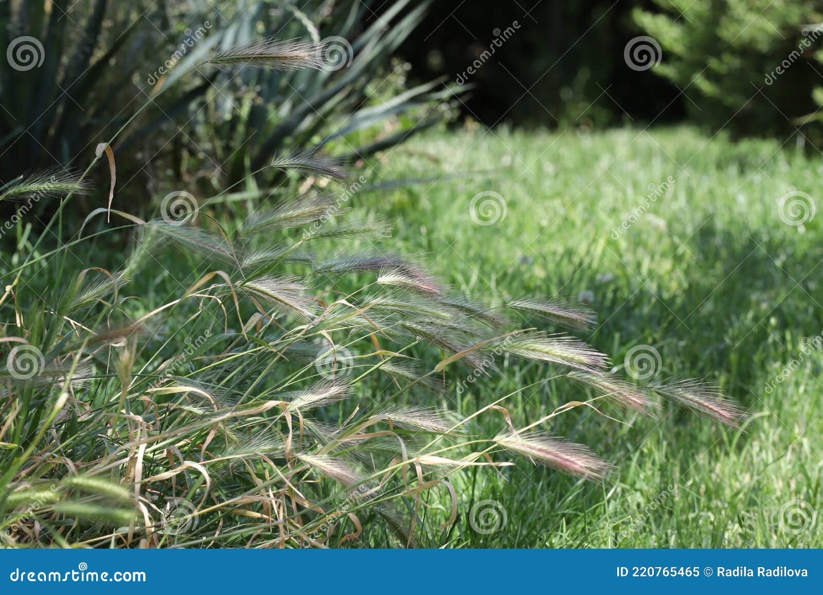 Grass Awns That Can Be Dangerous For Dogs. June Grass Ears Stock Photo ...