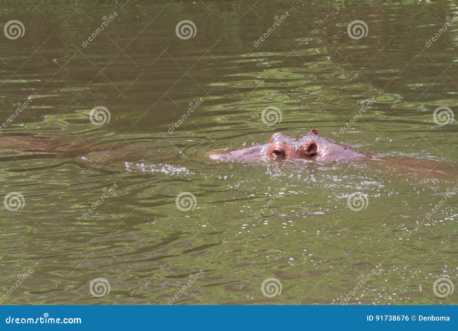 An dangerous hippopotamus stock photo. Image of portrait - 91738676