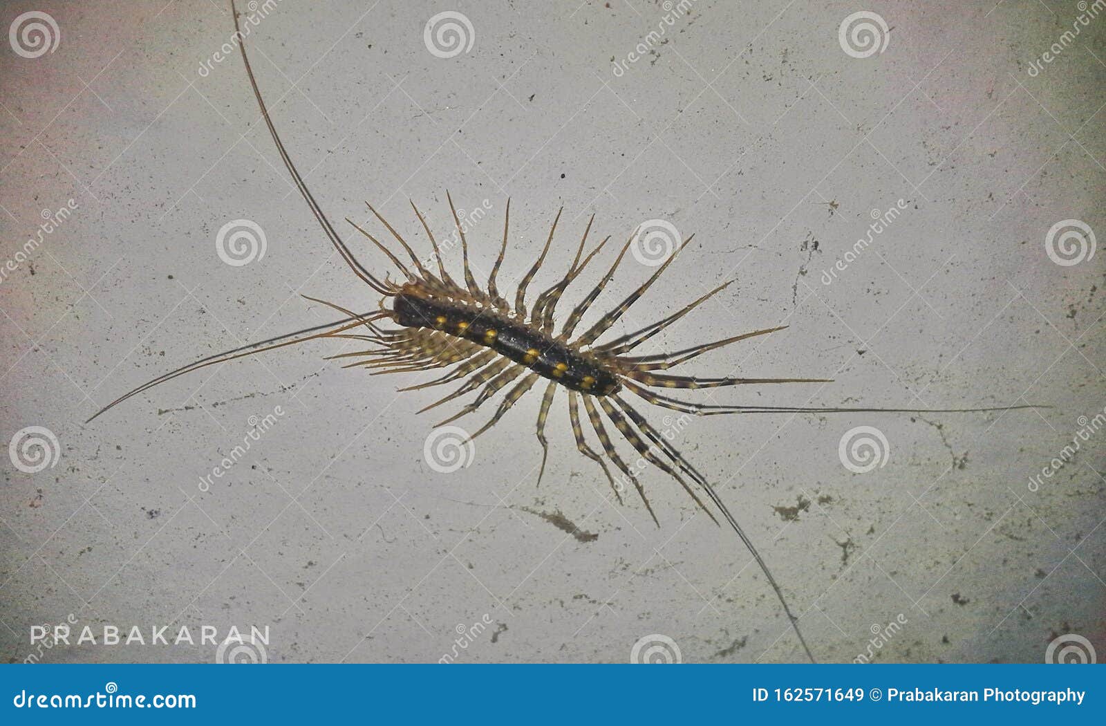 Dangerous Insect in Backyard Stock Image - Image of dangerous, insect ...