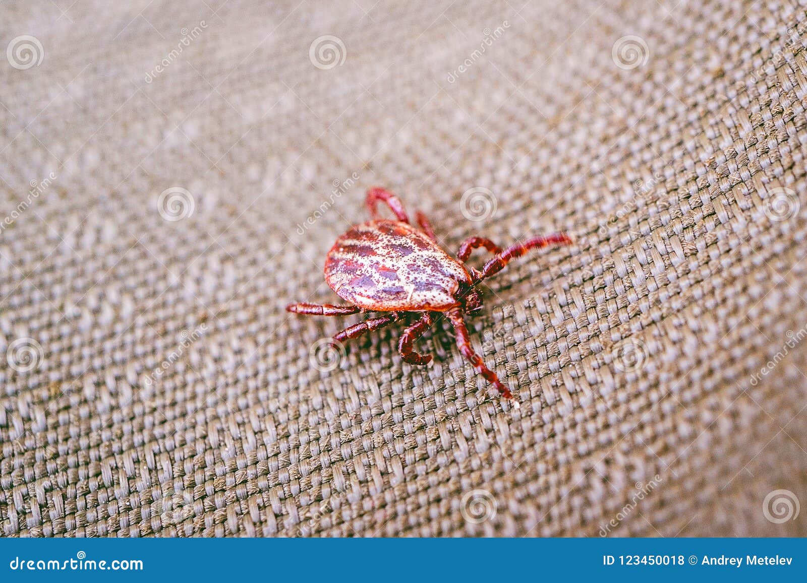 A Dangerous Insect Mite on the Tissue Surface Creeps Toward the Target ...