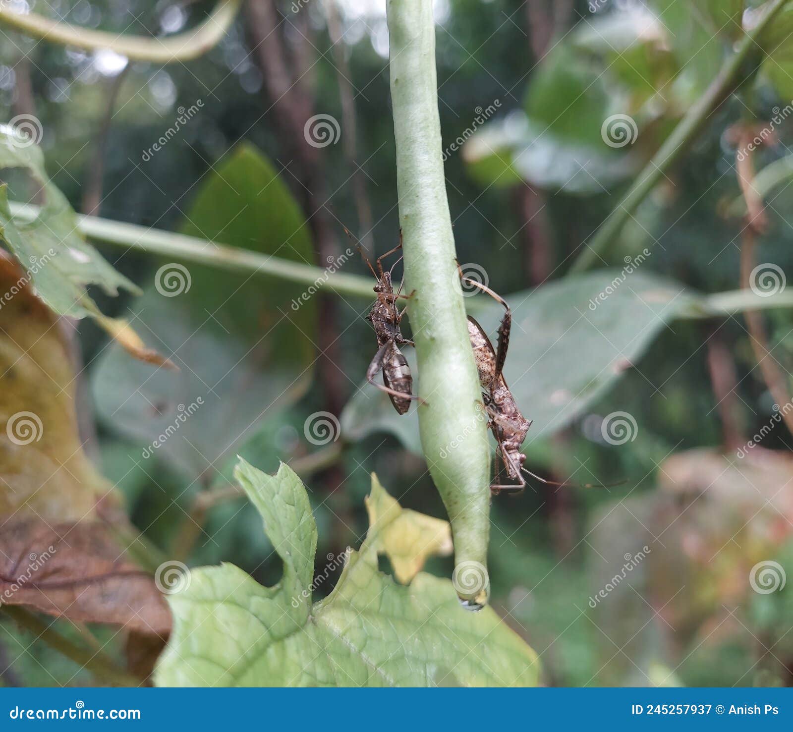 Dangerous Insect on Super Long Snake Beans Drinking the Juice of the ...