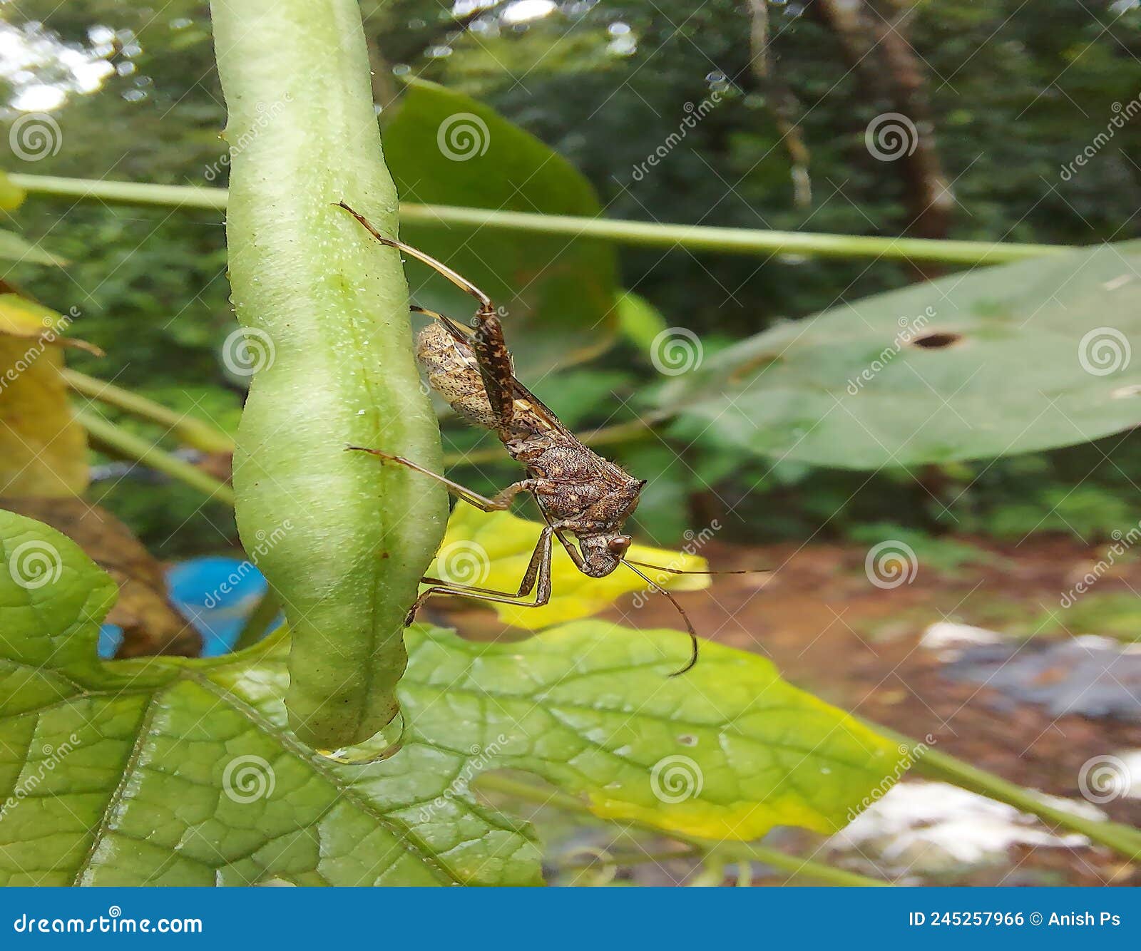 Long Big Snake Laying On A Tree Branch Covered With Leaves Stock Photo ...