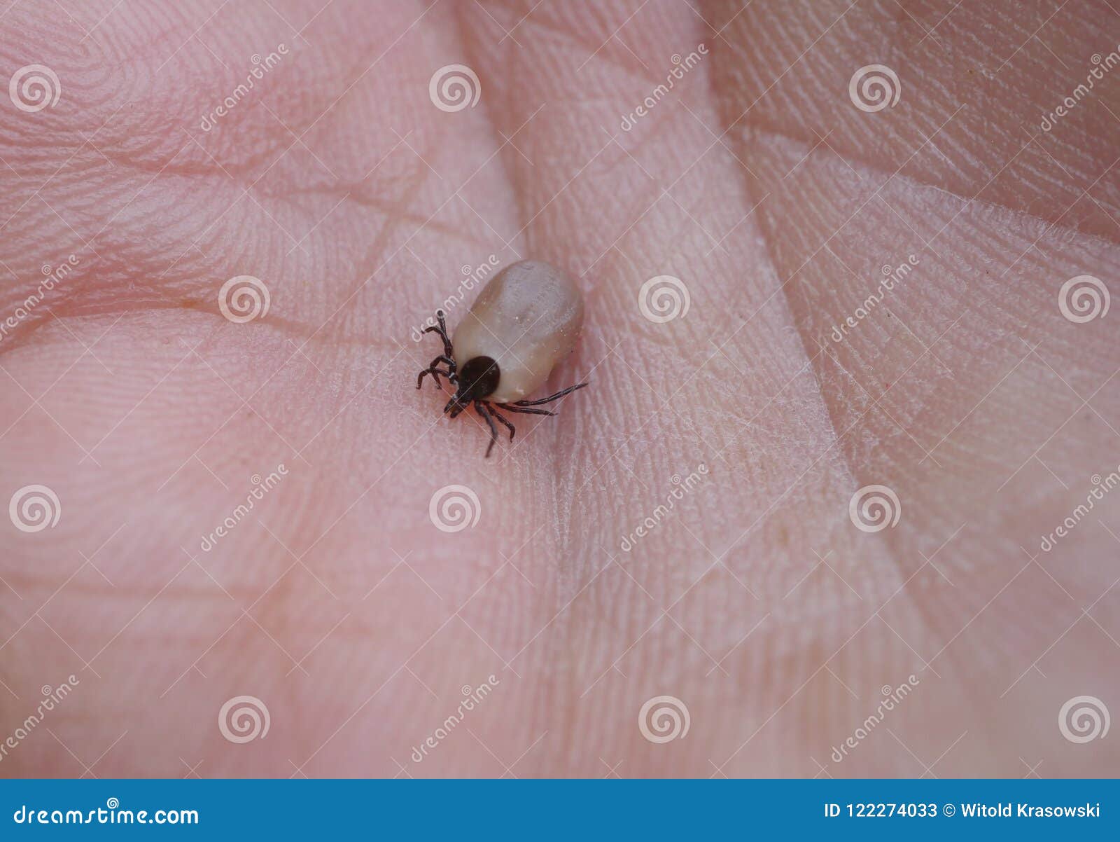 Dangerous Insect Tick Stock Photo | CartoonDealer.com #122274216