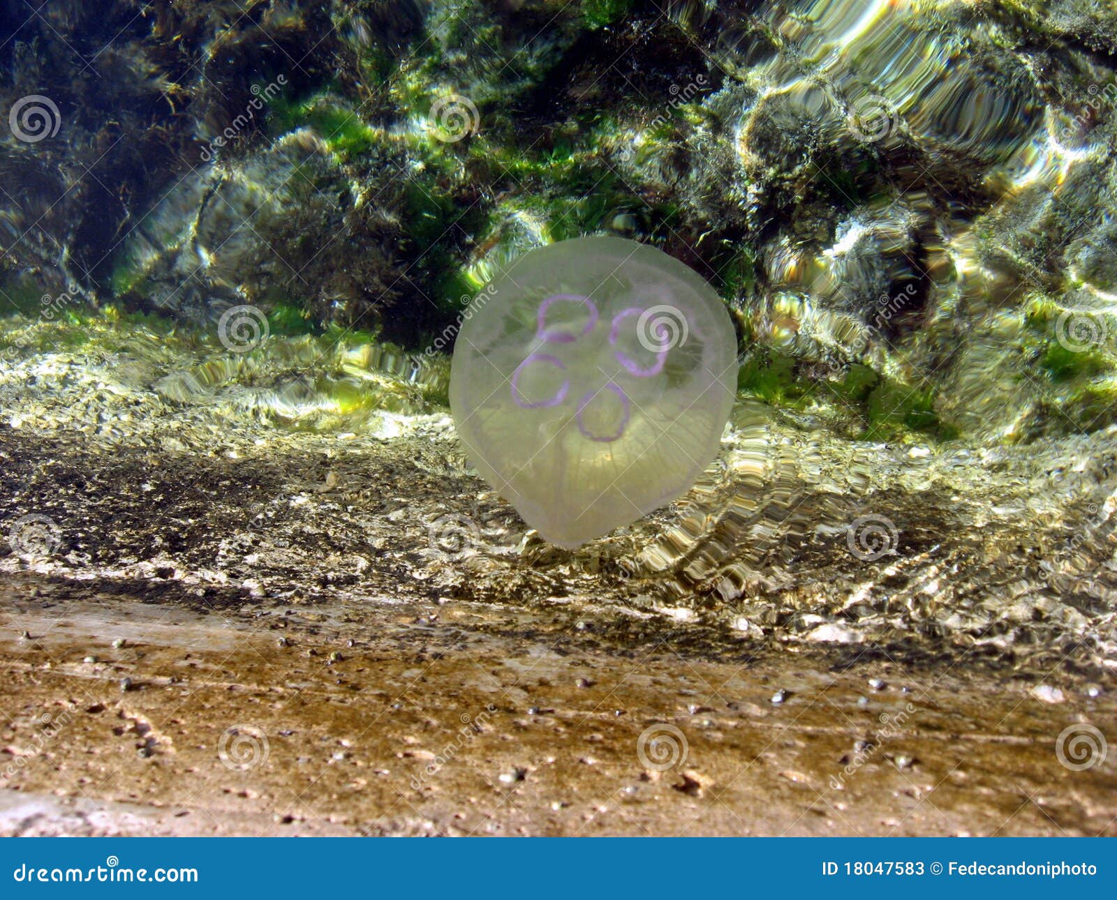 Dangerous Jellyfish Swim in the Sea Stock Image - Image of shellfish ...