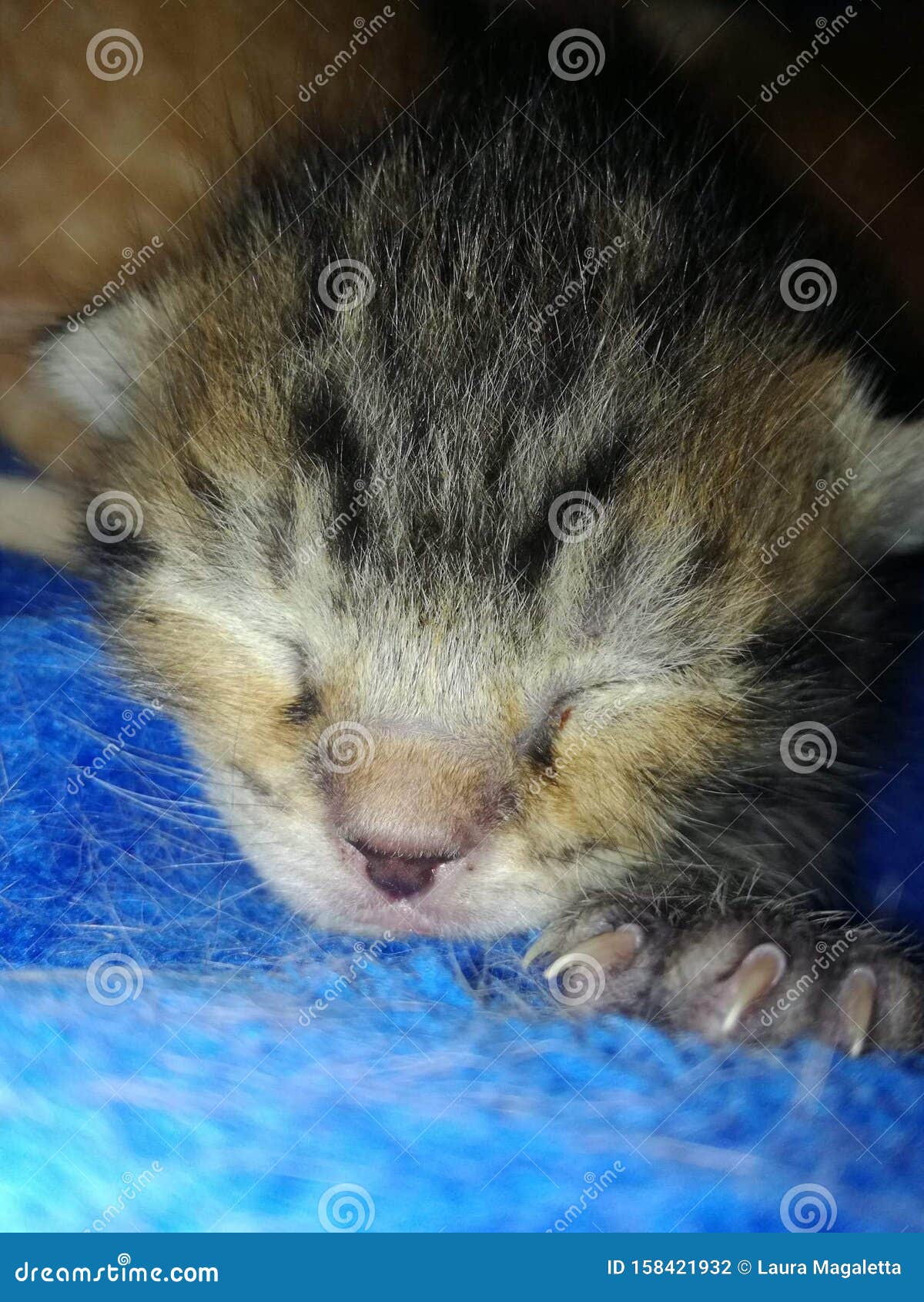 Dangerous Kitten on the Bed Stock Photo - Image of dangerous, black ...