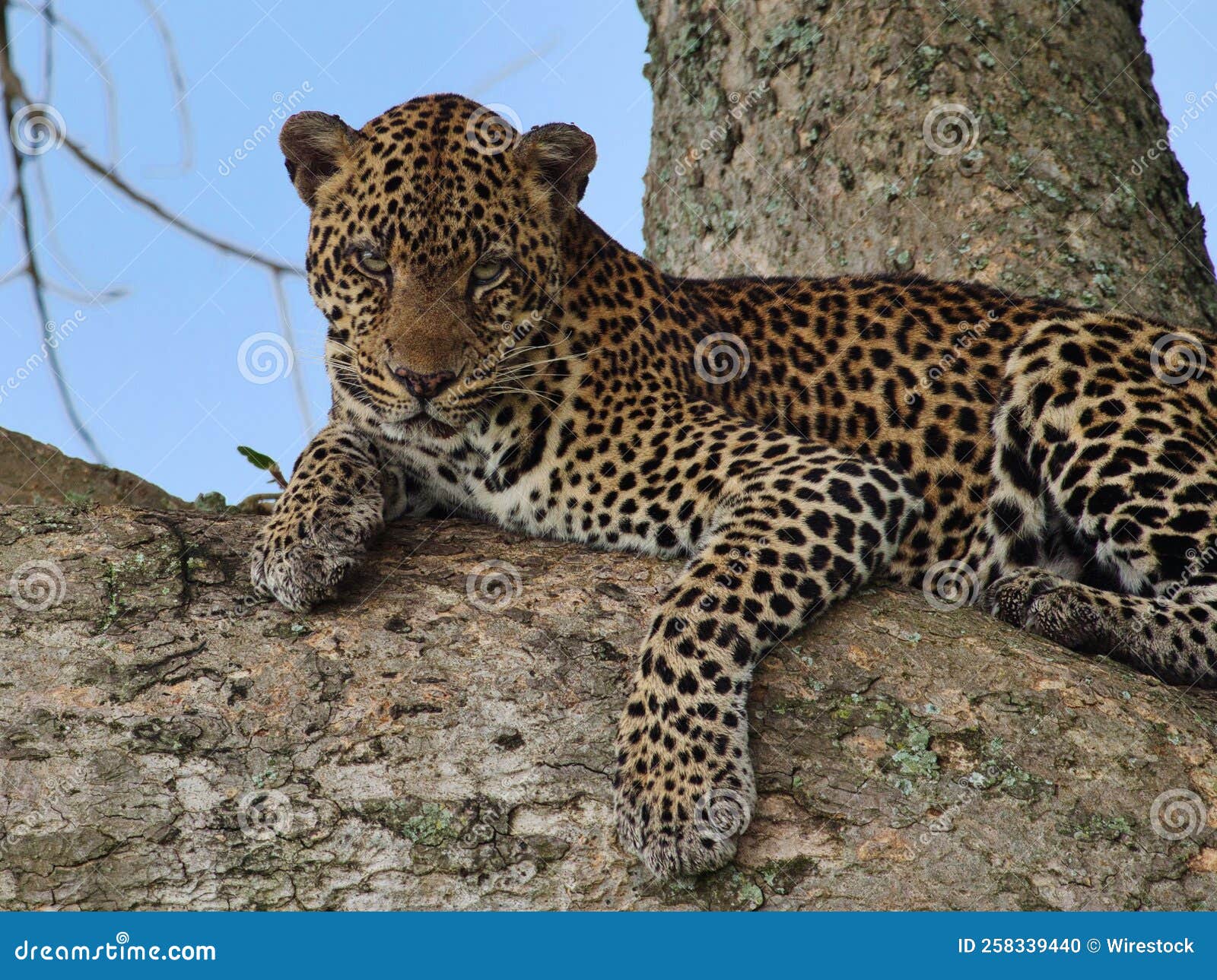 Dangerous Leopard Sitting on Trunk and Looking in a Serious Way Stock ...
