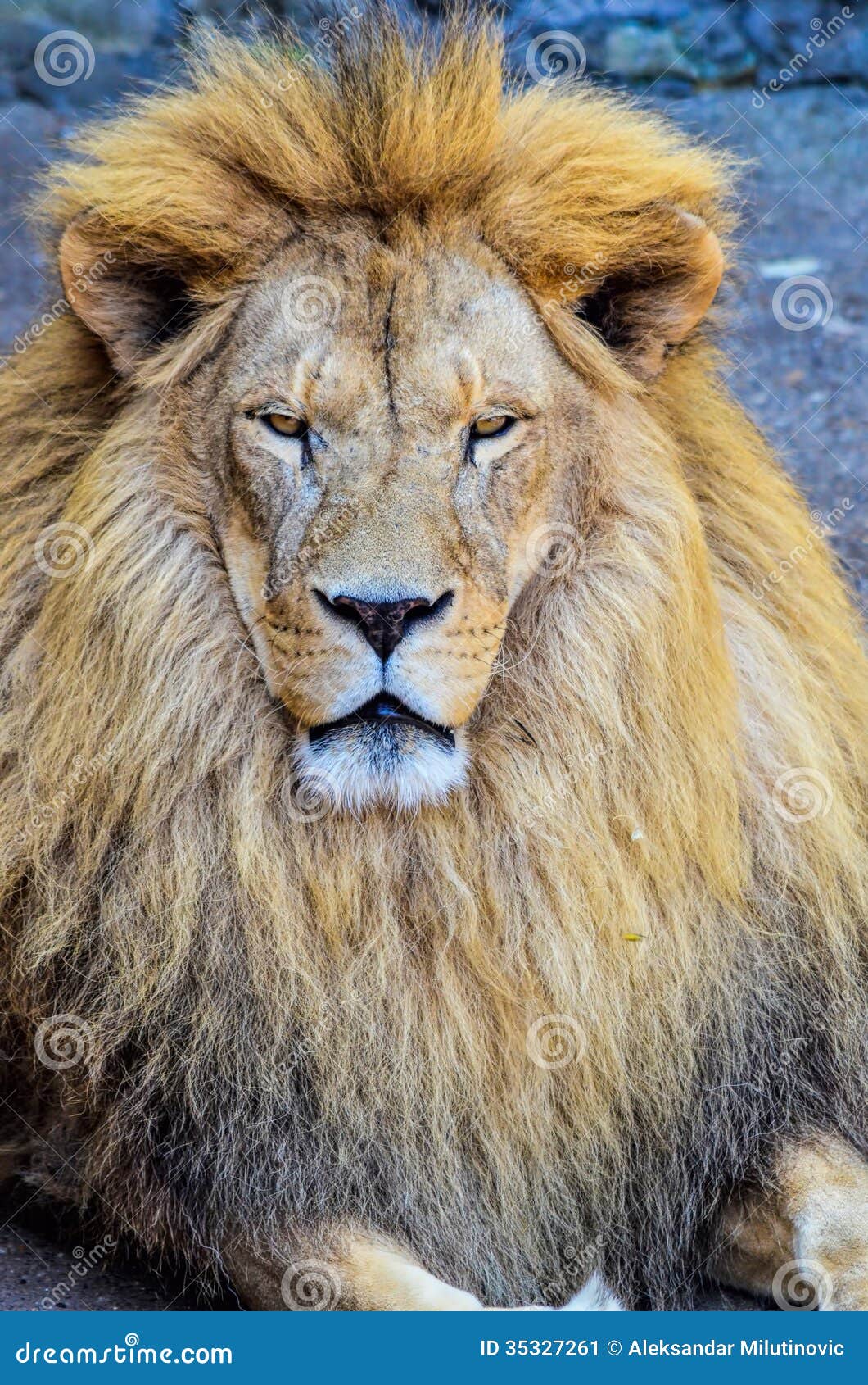 Dangerous lion stock image. Image of natural, mammal - 35327261
