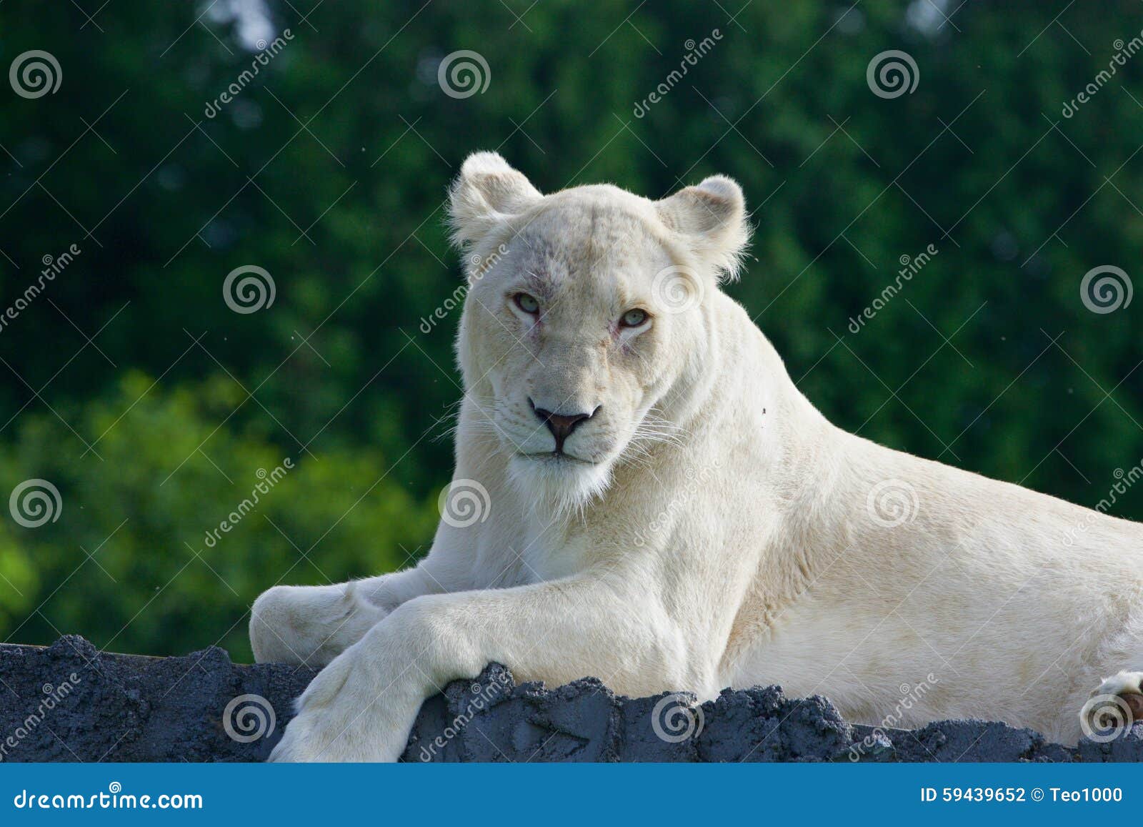 The dangerous lion stock photo. Image of african, reserves - 59439652