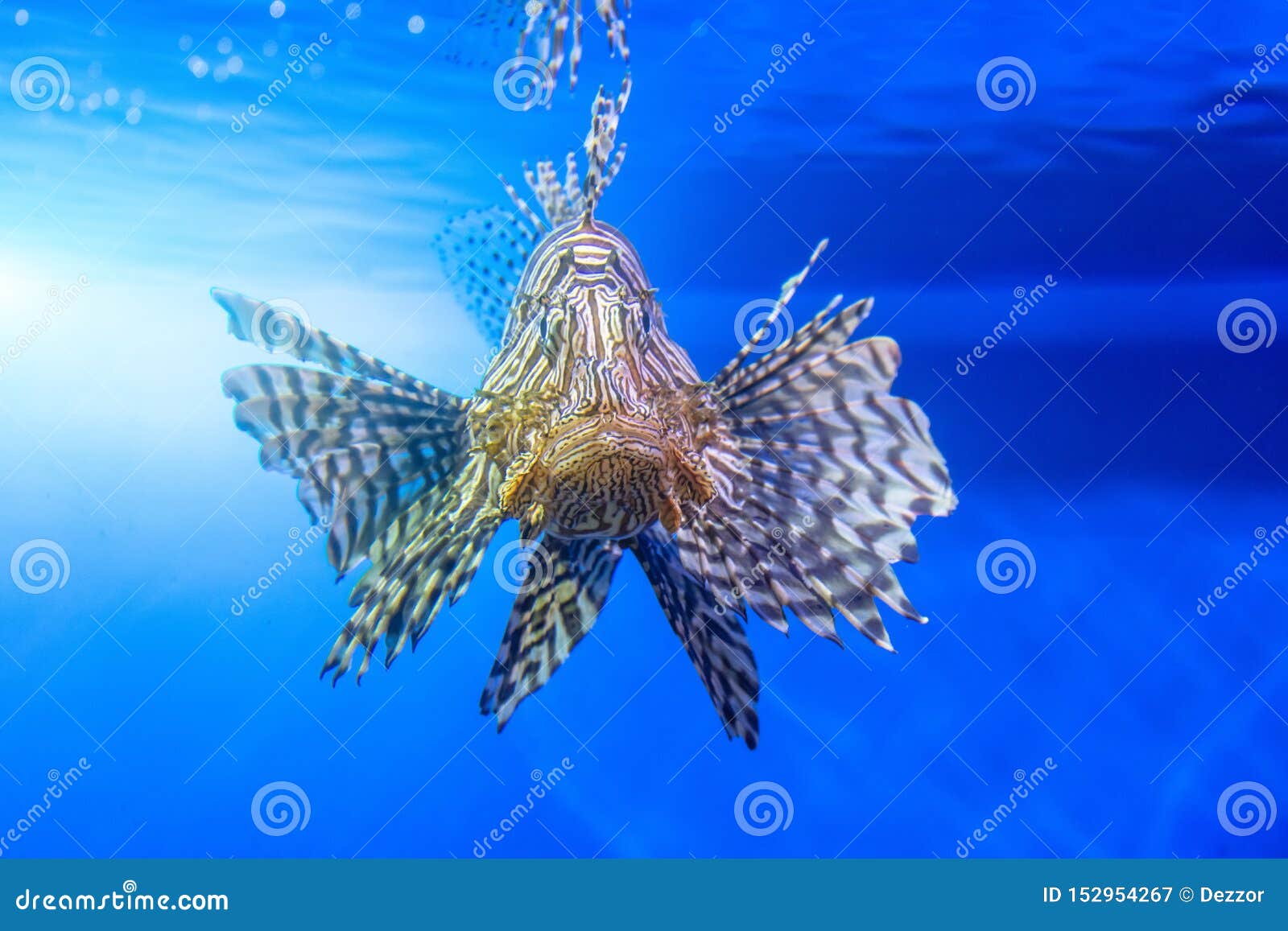 Dangerous Lionfish Zebra Fish in Sea Water Stock Image - Image of fish ...