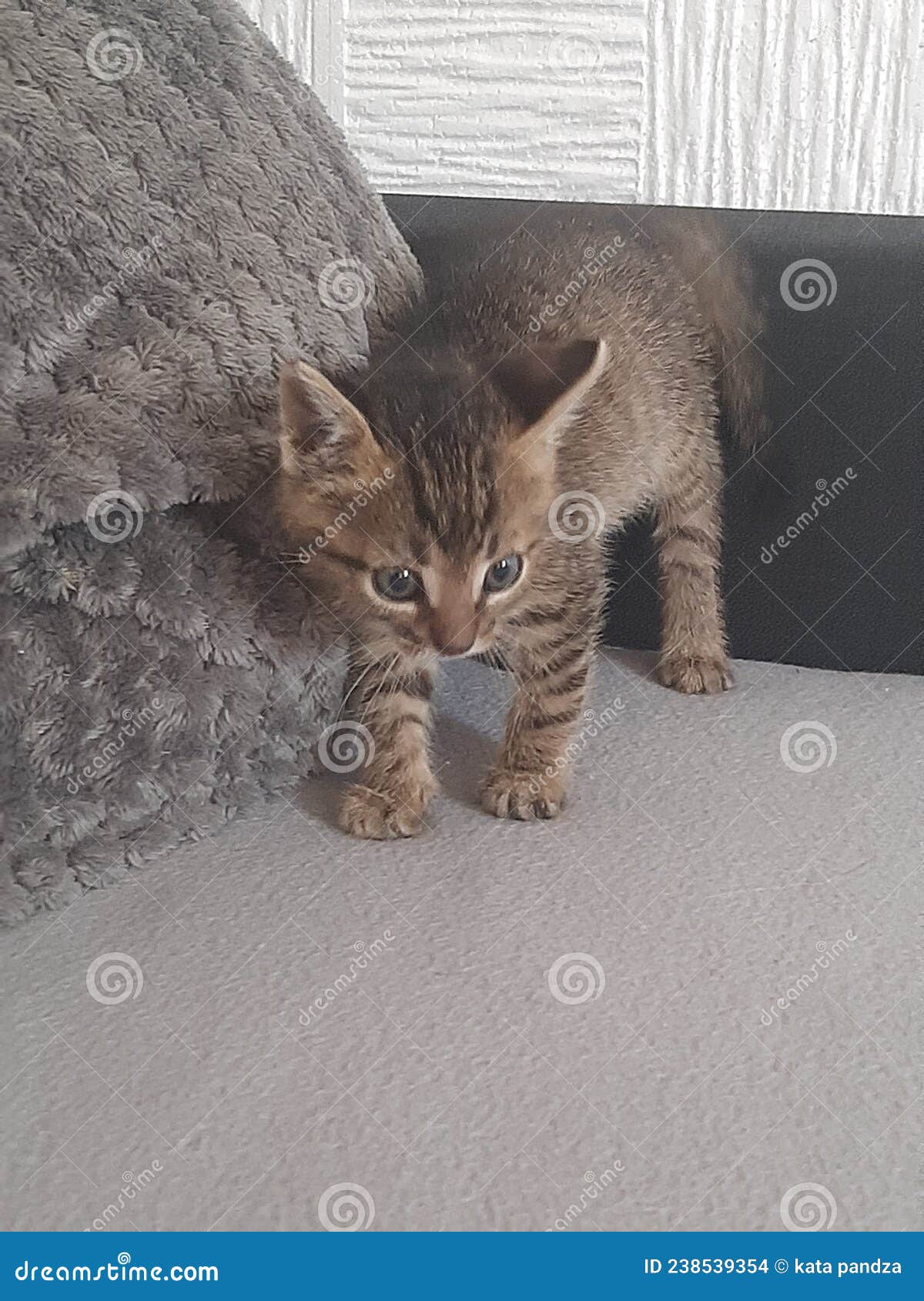 Dangerous little kitten stock photo. Image of mammal - 238539354