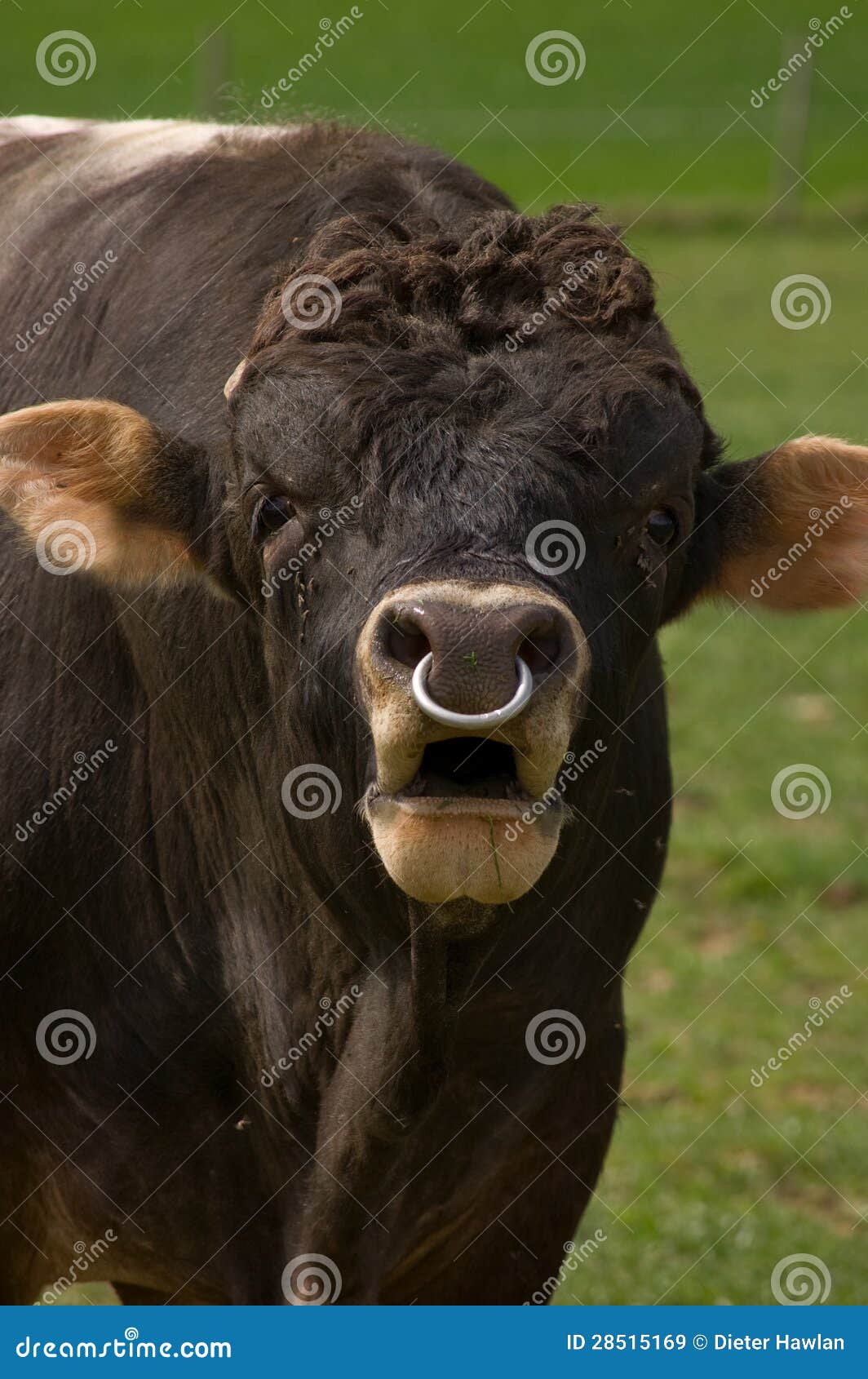 Dangerous looking Bull stock image. Image of pasture - 28515169