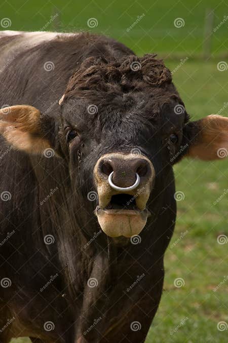 Dangerous looking Bull stock image. Image of pasture - 28515169