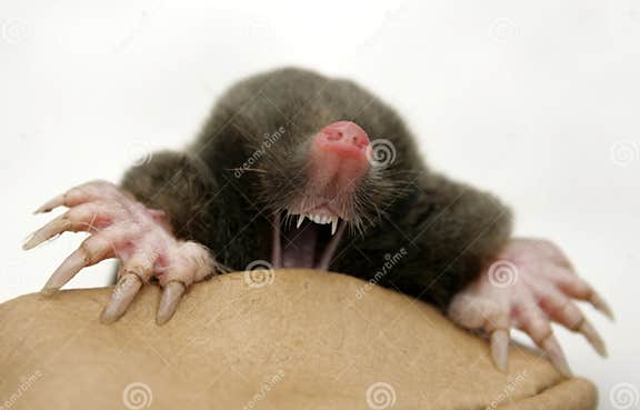 Dangerous mole stock image. Image of fugitive, horrible - 7428577