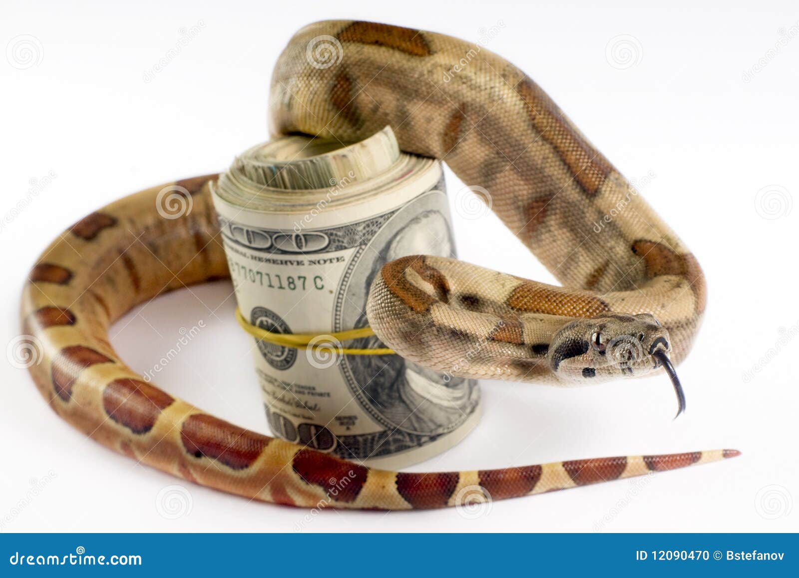 Dangerous money. stock photo. Image of constrictor, american - 12090470