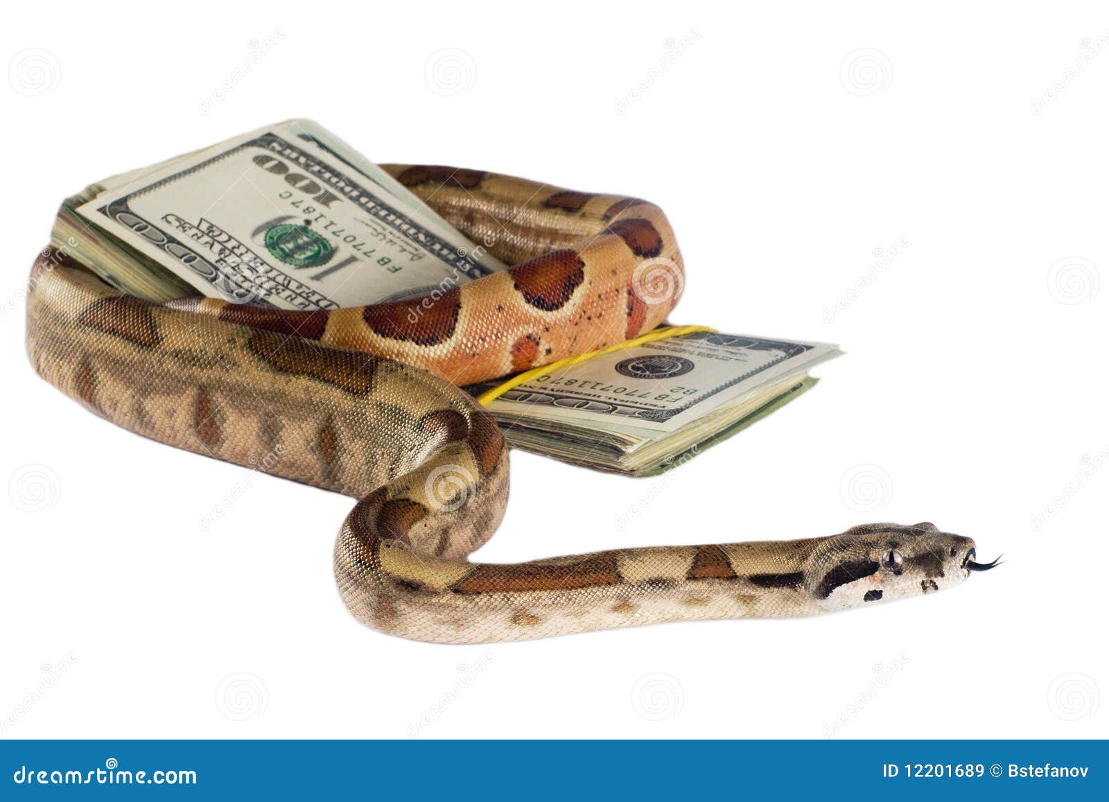 Dangerous money. stock image. Image of debt, animal, payment - 12201689