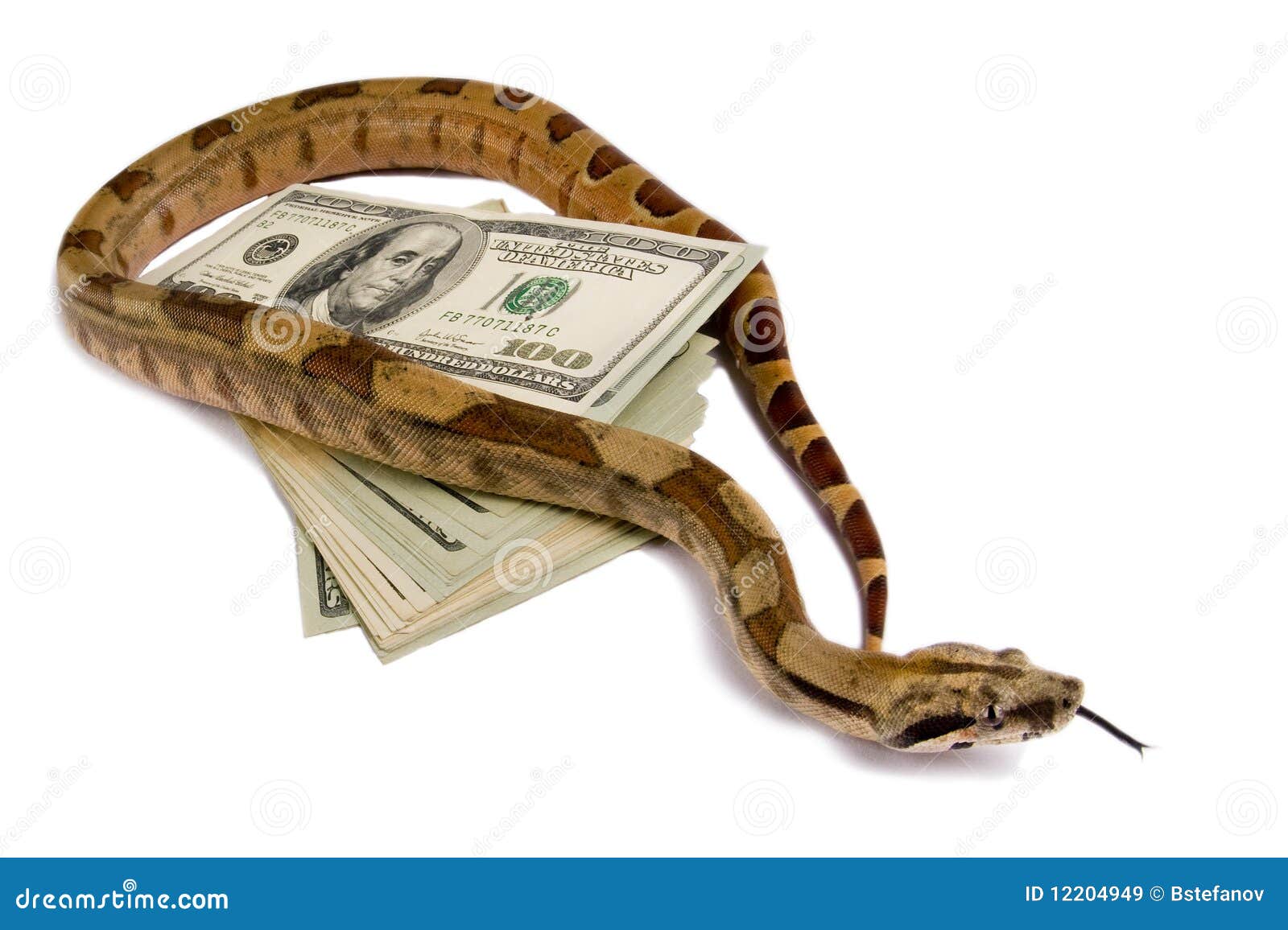 Dangerous money. stock image. Image of danger, reptile - 12204949