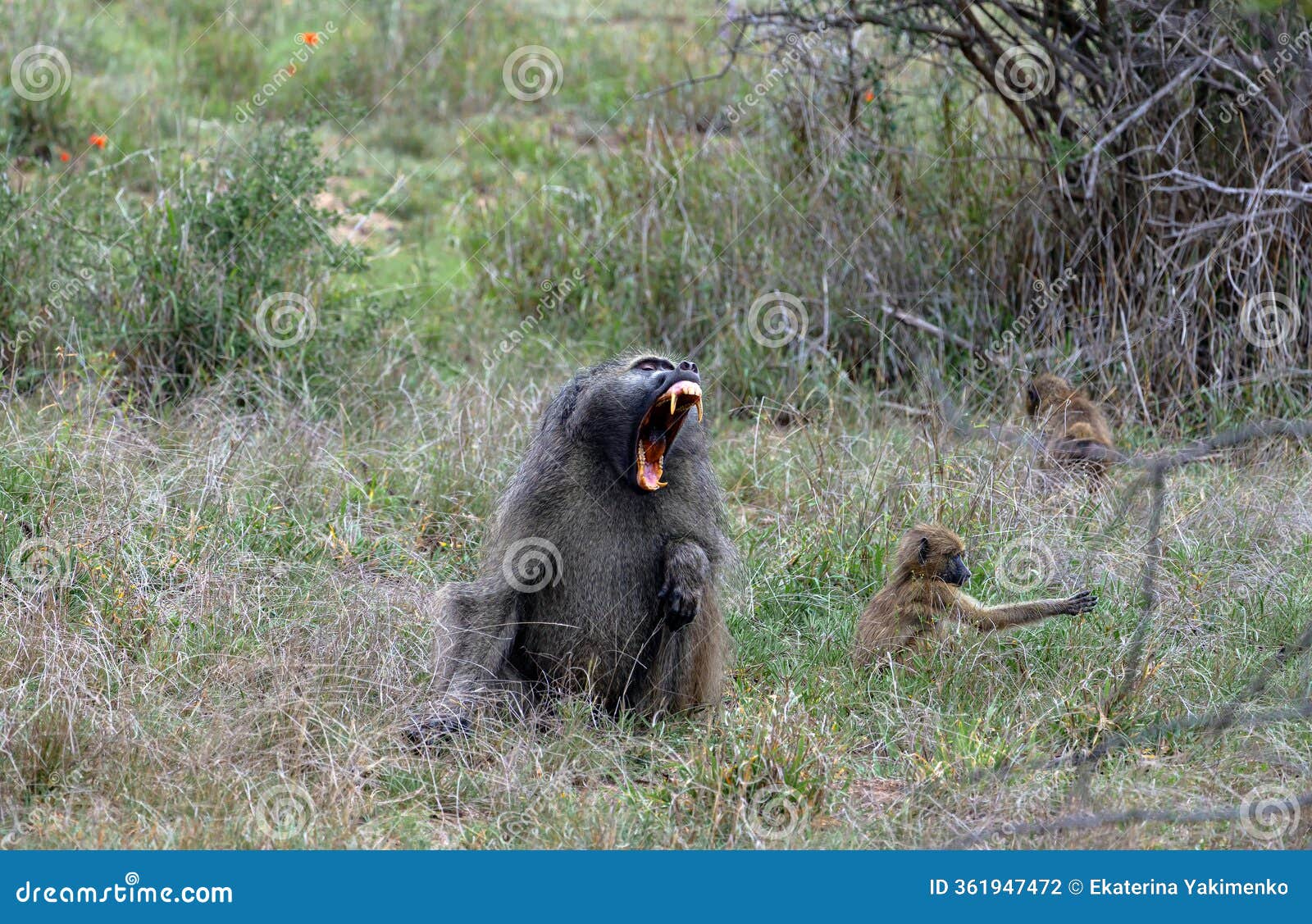 Dangerous Monkey Protects Its Offspring with a Scream Stock Photo ...