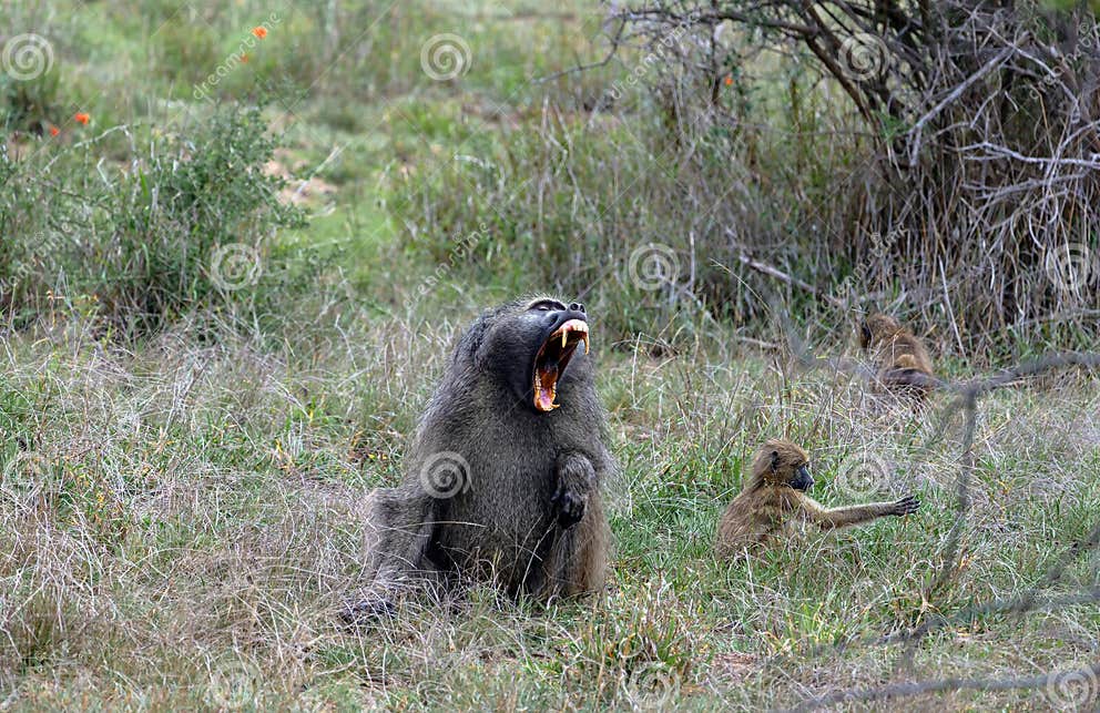 Dangerous Monkey Protects Its Offspring with a Scream Stock Photo ...
