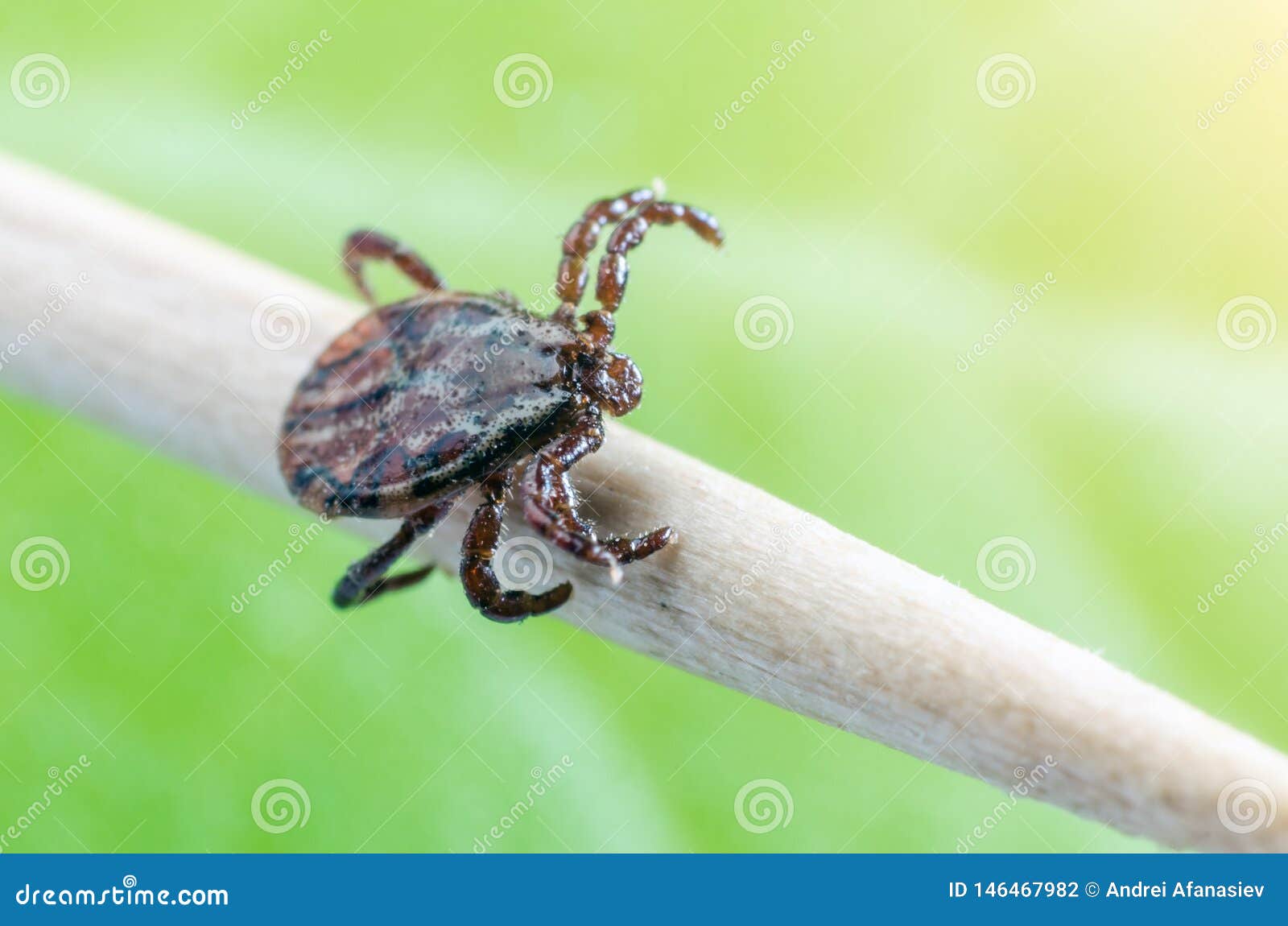 A Dangerous Parasite and a Carrier of Mite Infection on a Branch Stock ...