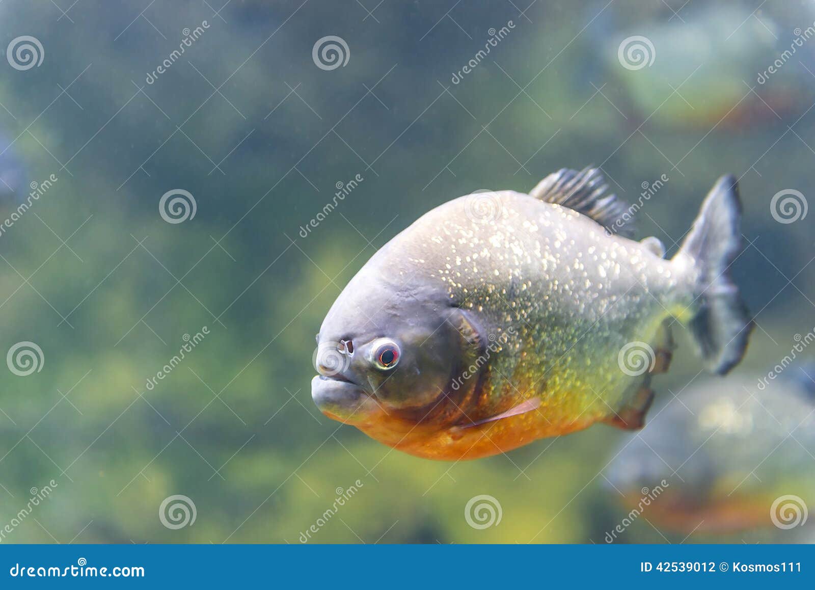 Dangerous piranha fish stock photo. Image of dangerous - 42539012