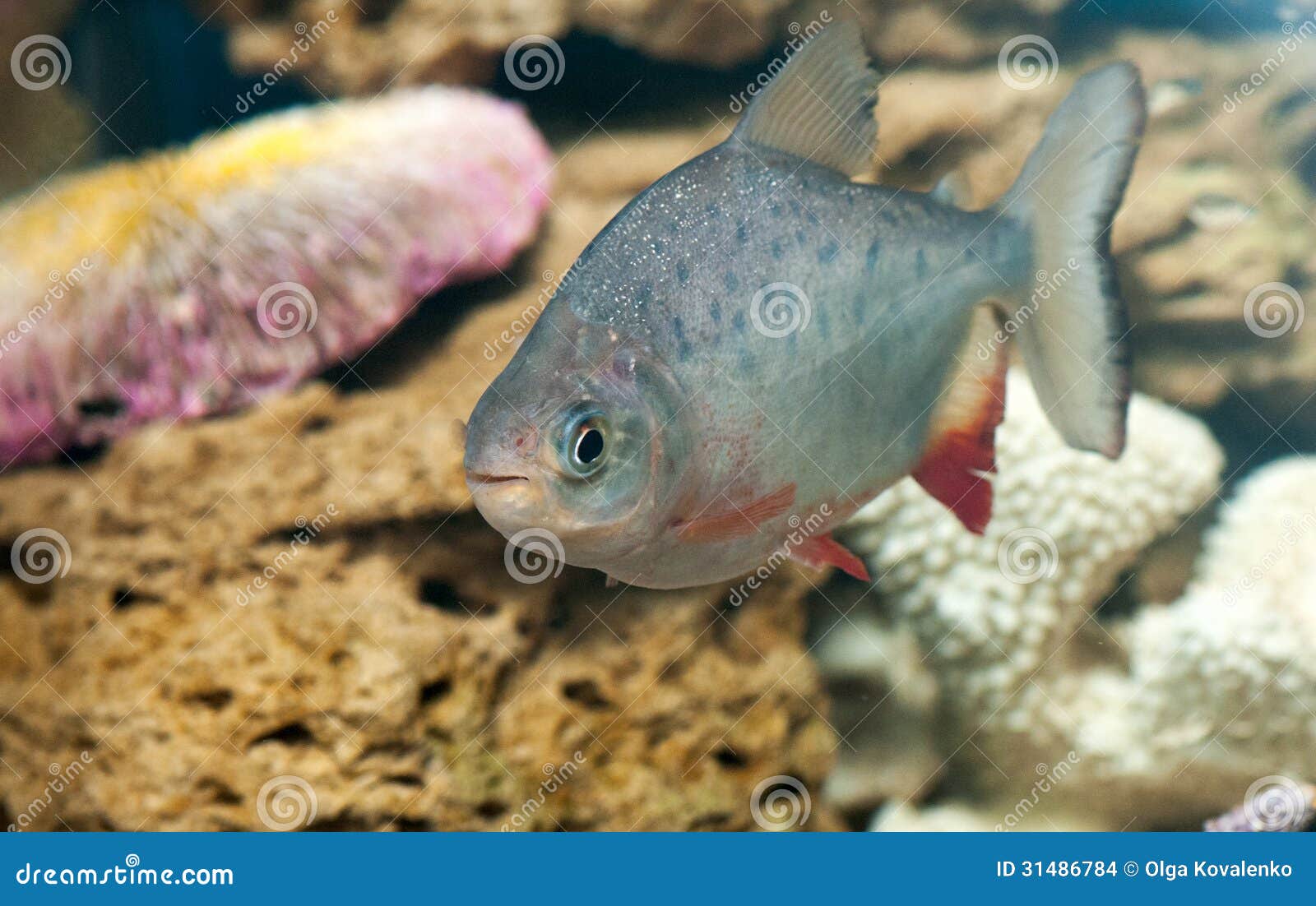 A Dangerous Piranha Swimming in Shallow Water Stock Photo - Image of ...