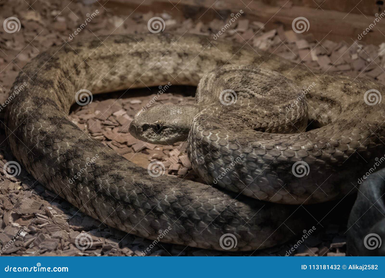 Carpet Viper Malayan Pit Viper Snake On Sand Stock Photo ...