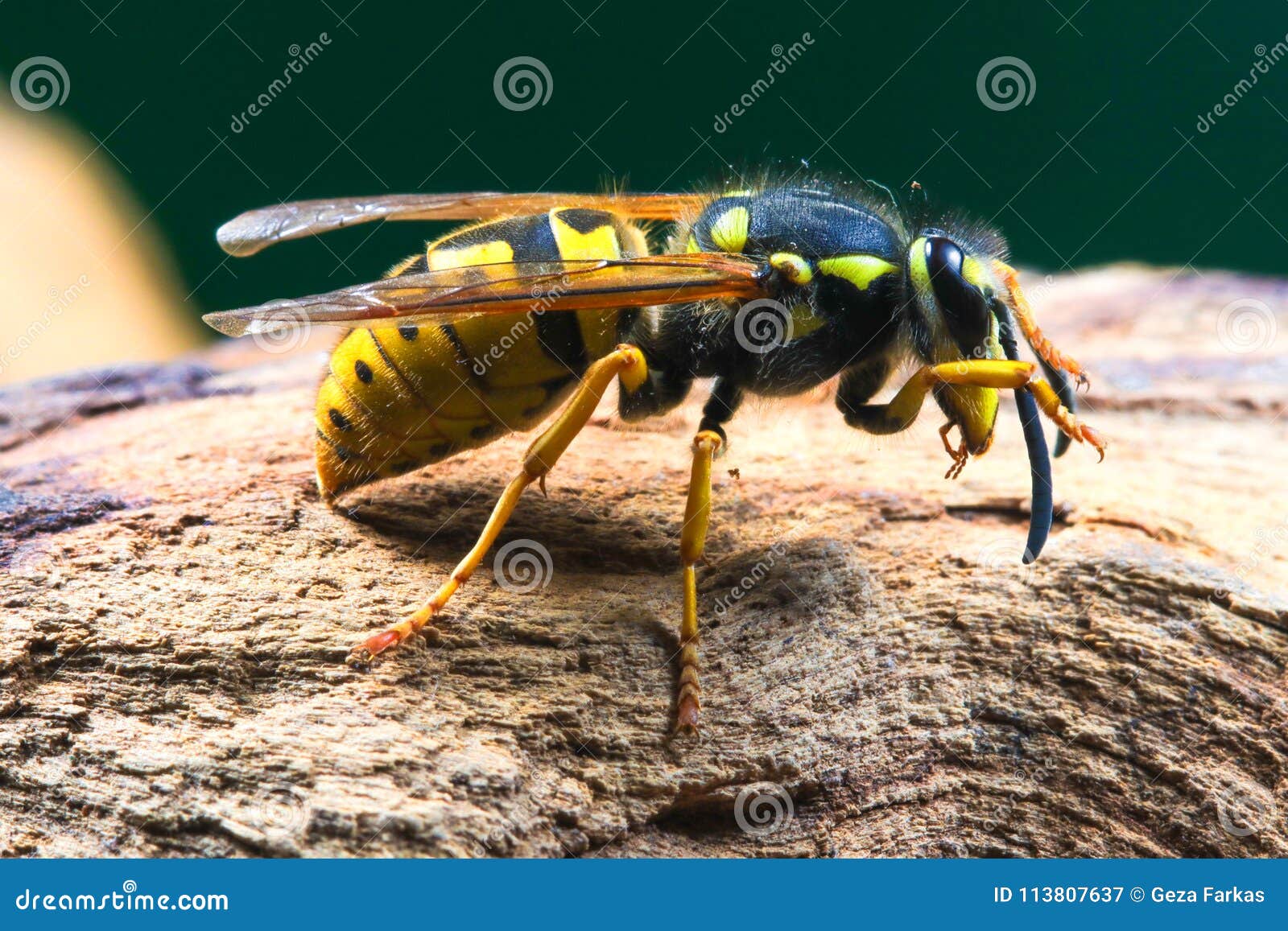 Dangerous and Poisonous Vespula Germanica Wasp Stock Image - Image of ...