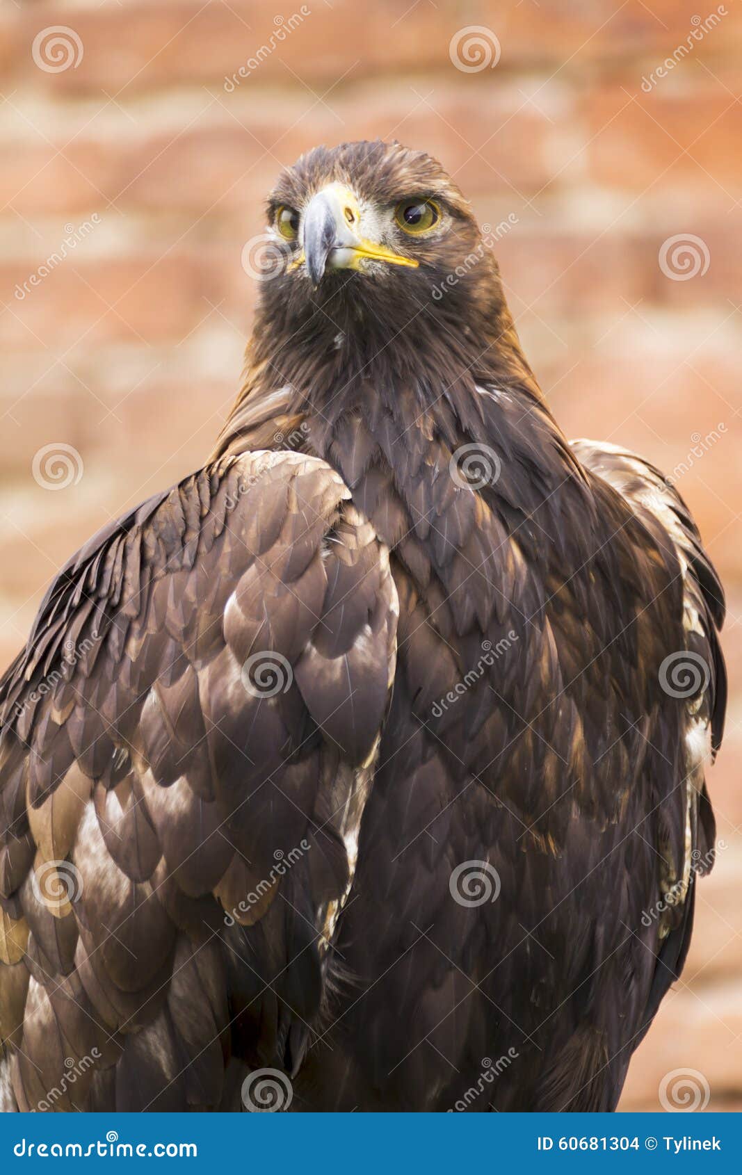 Dangerous predator stock photo. Image of animal, hunt - 60681304