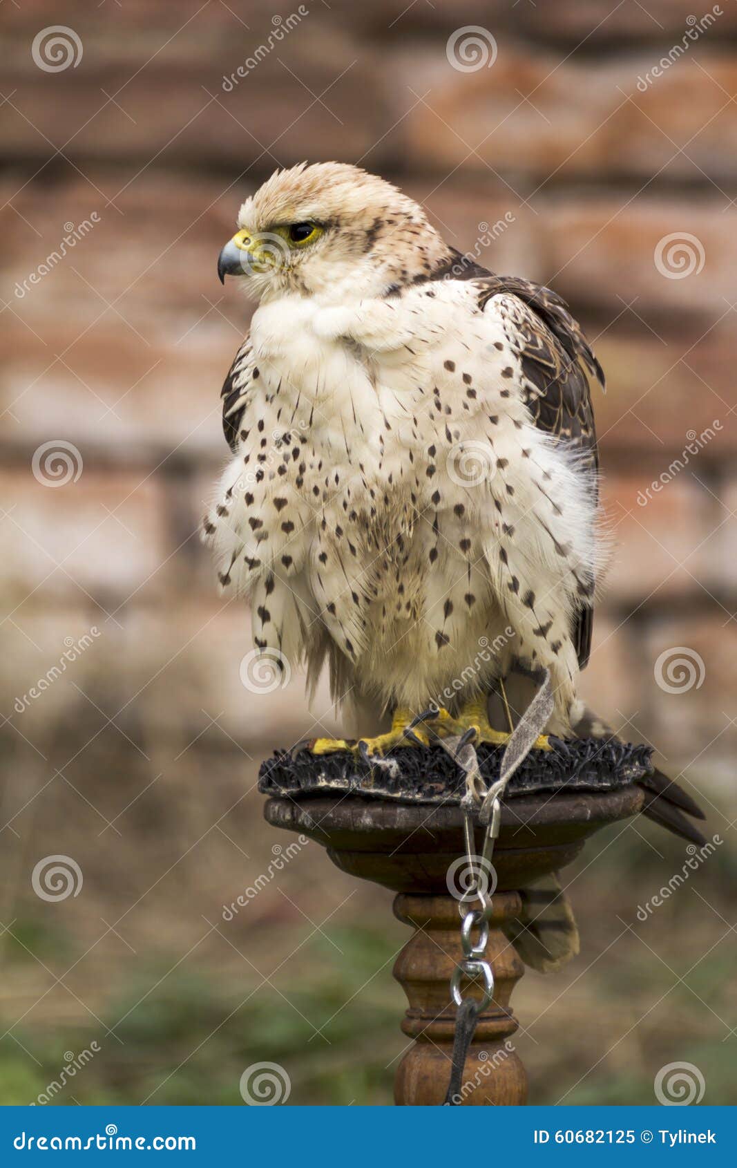 Dangerous predator stock image. Image of wild, beak, feathers - 60682125