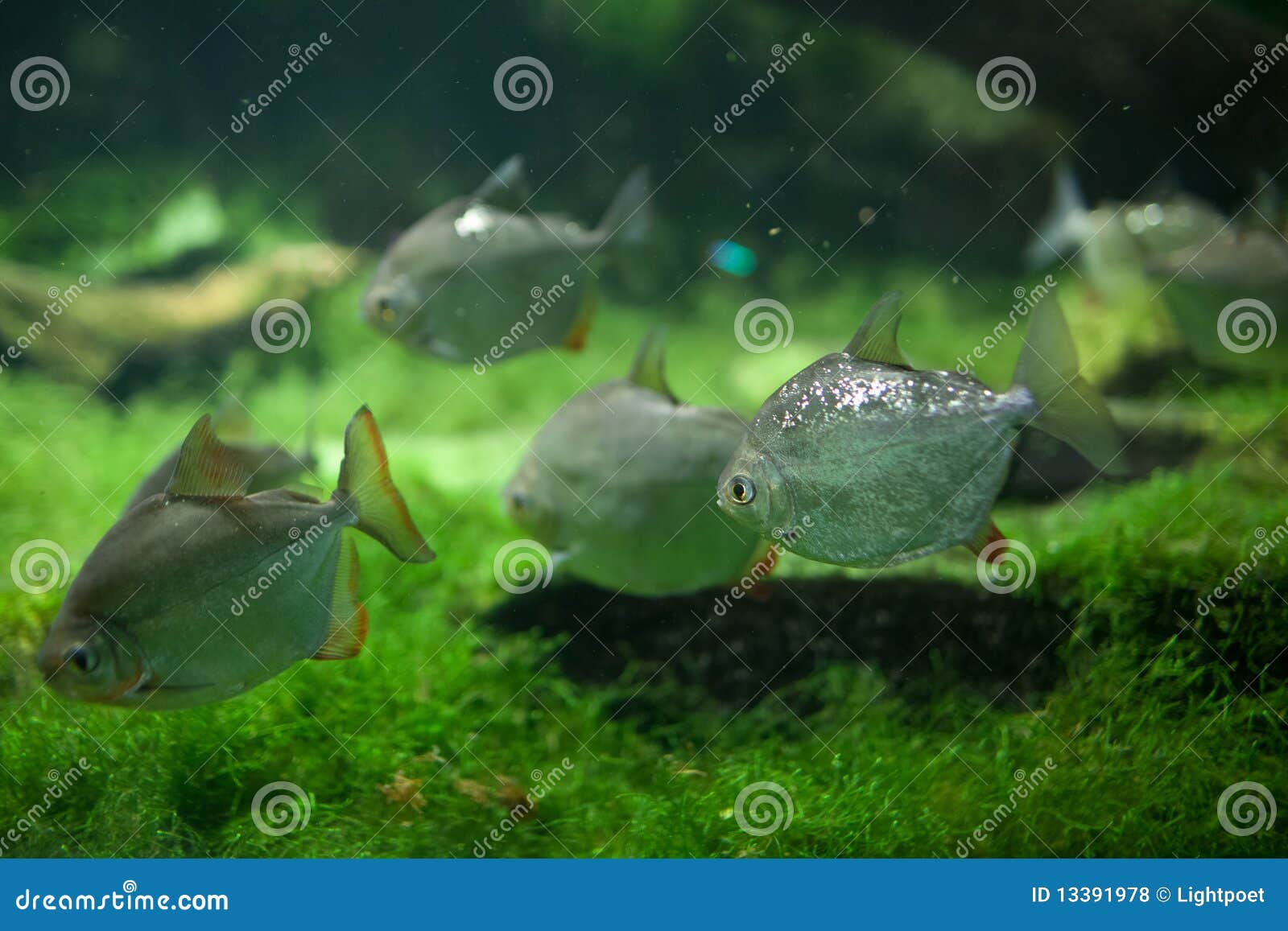 Dangerous Red-breasted Piranha Stock Photo - Image of danger, bite ...