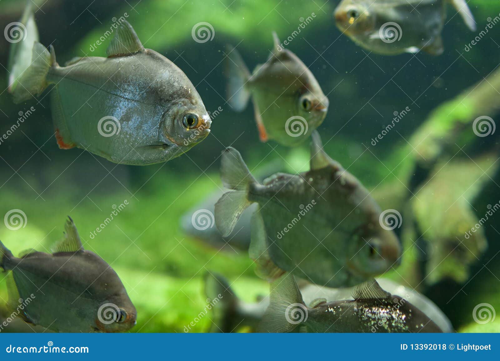 Dangerous Red-breasted Piranha Stock Photo - Image of deadly, black ...