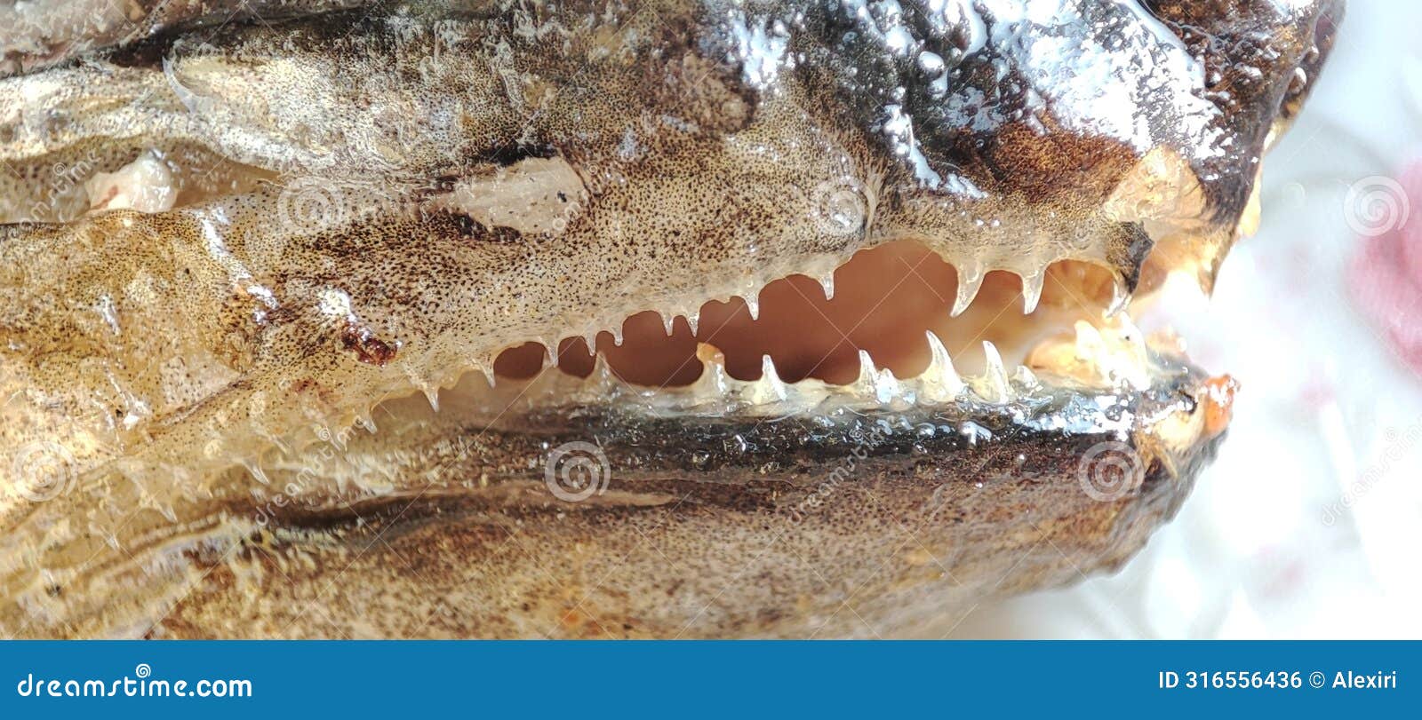 Dangerous Sharp Teeth in a Fish Mouth Stock Photo - Image of fish ...