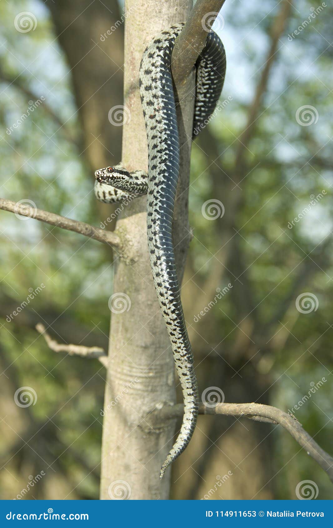 Dangerous Snake is Camouflaging on a Tree in Woods Stock Image - Image ...