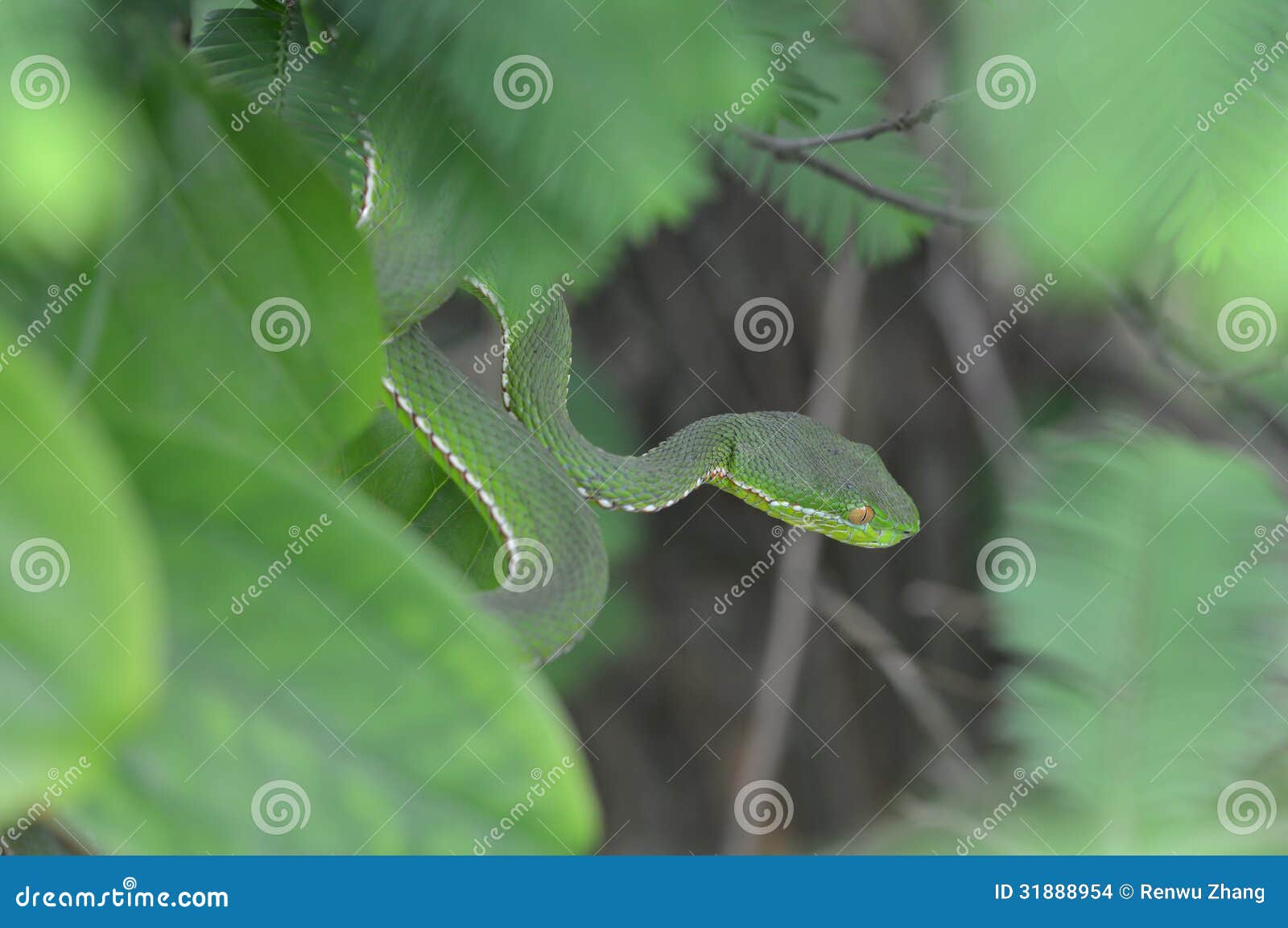 A dangerous snake stock photo. Image of head, lurking - 31888954