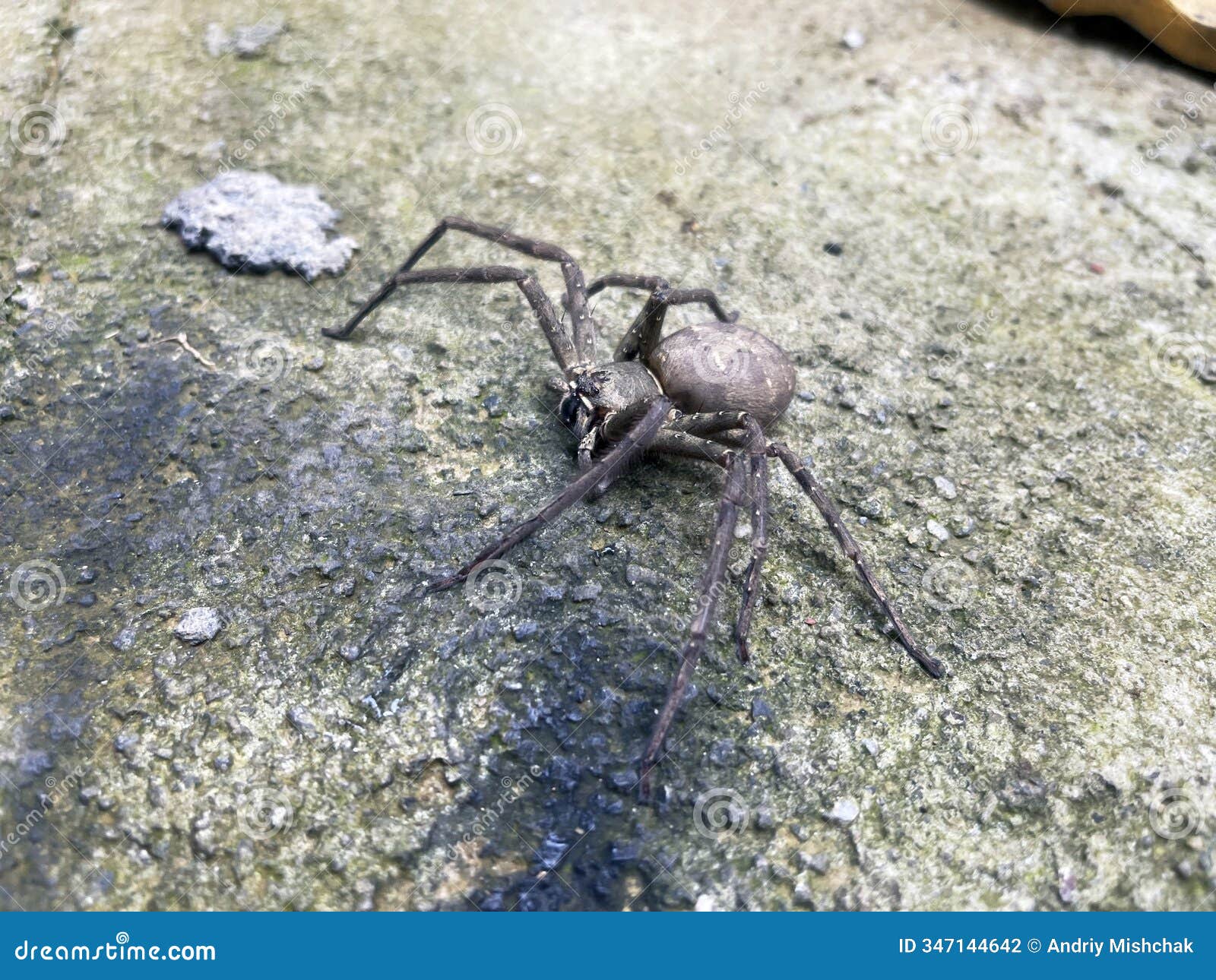 Dangerous Spider with Big Teeth Walk Stock Photo - Image of asia ...