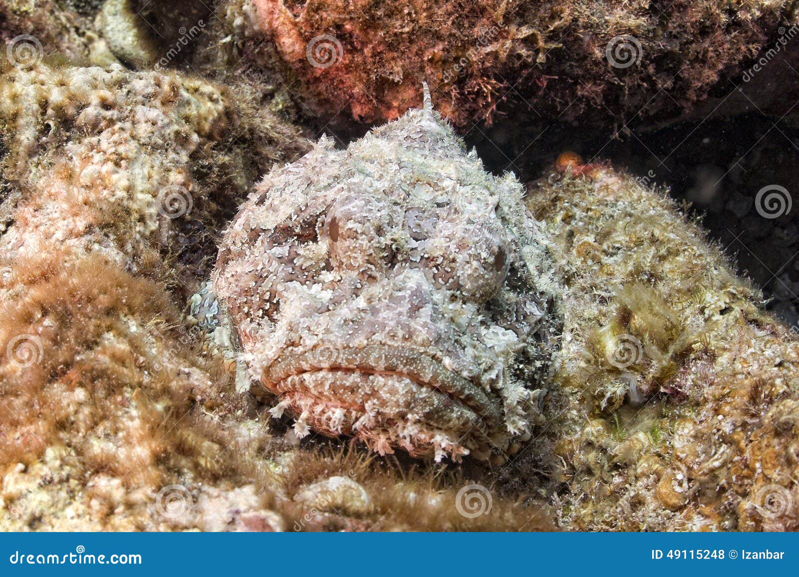 Dangerous Stone Fish Portrait Stock Photo - Image of flora, surface ...