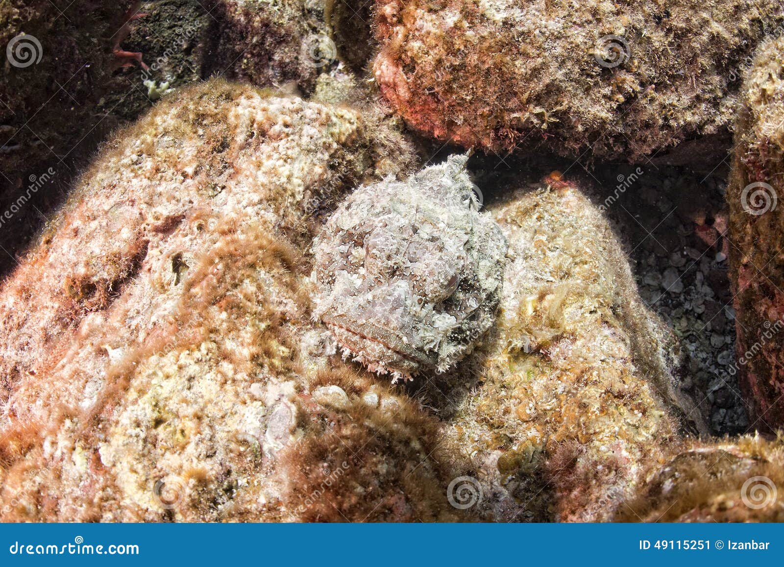 Dangerous Stone Fish Portrait Stock Image - Image of underwater ...