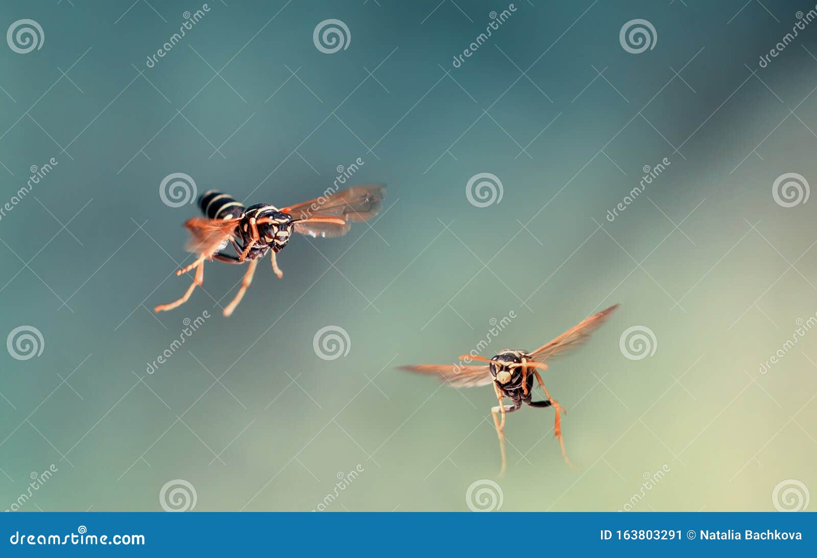 A Flock Of Wasps Builds A Nest For Themselves. Hexagon Socket Cells ...