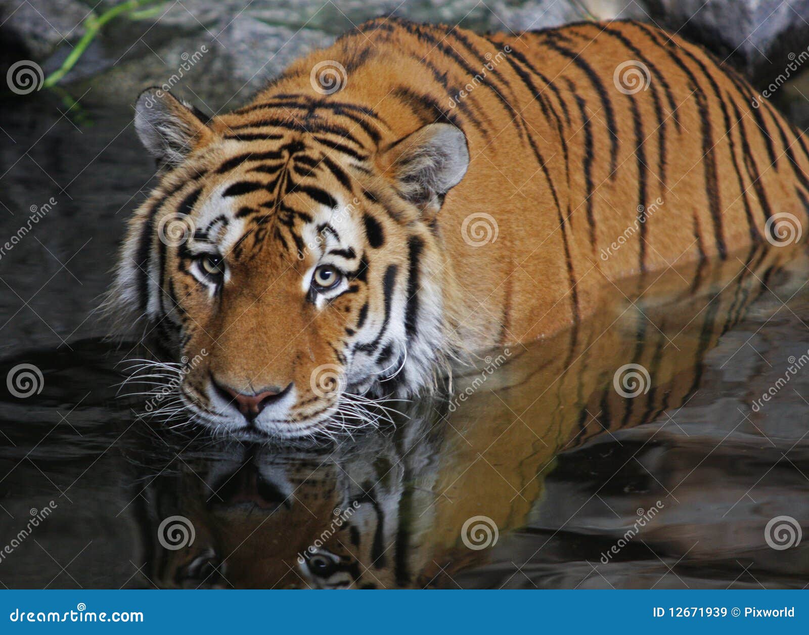 Dangerous tiger stock image. Image of strenght, creep - 12671939