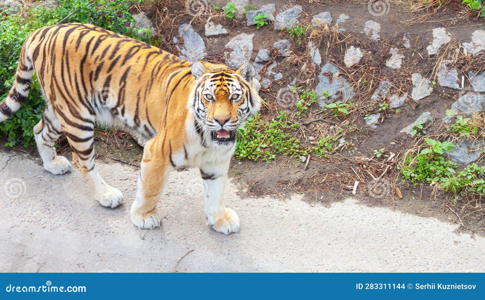 A Dangerous Tiger Looks at the Background of a Stone Mountain. Predator ...