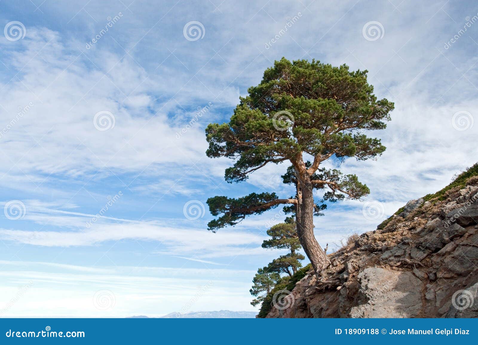 Dangerous Tree Located on a Cliff Stock Photo - Image of tranquil, calm ...