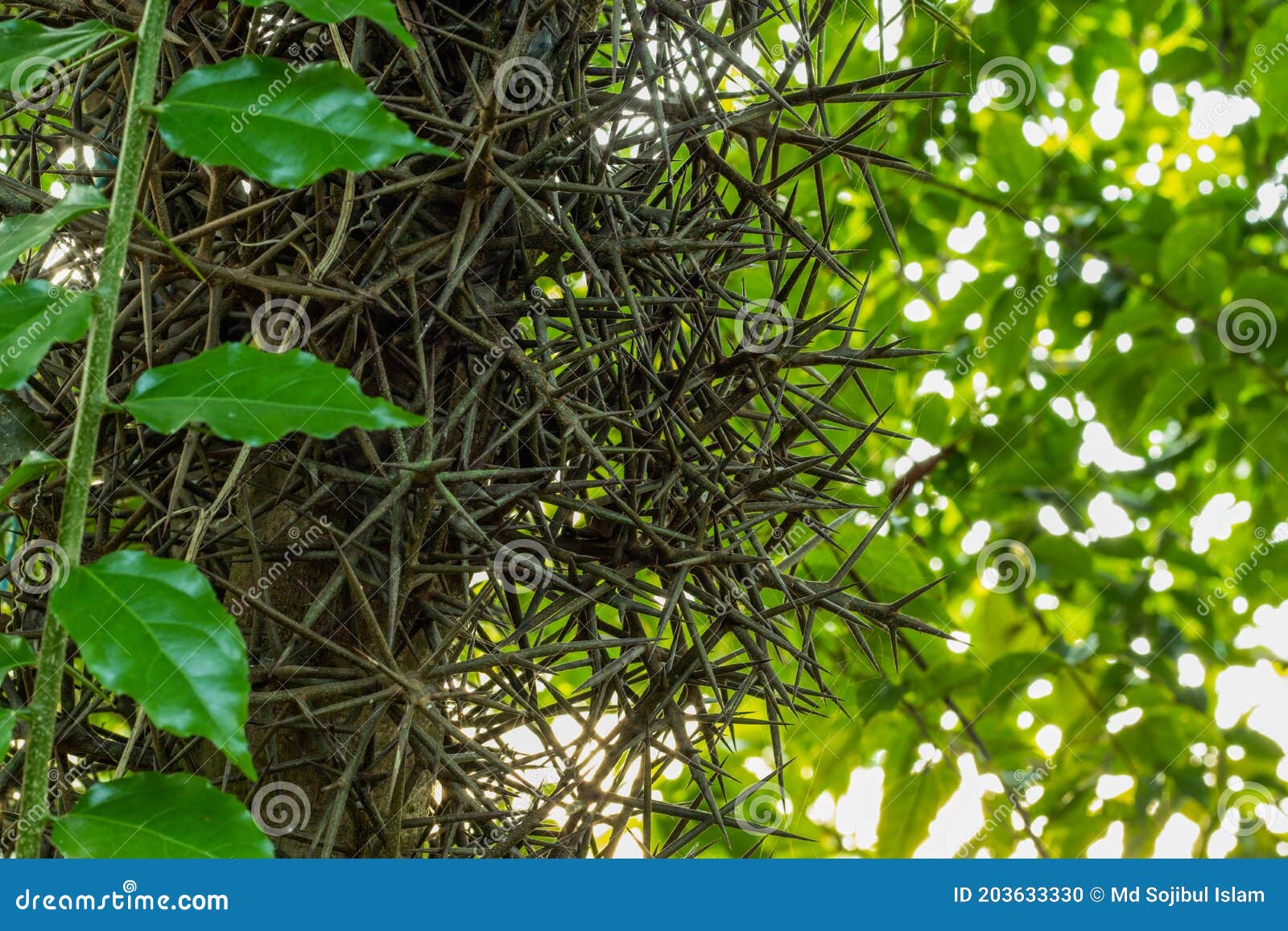 Dangerous Tree that is Sharp and Thorny in All the Trees Stock Photo ...