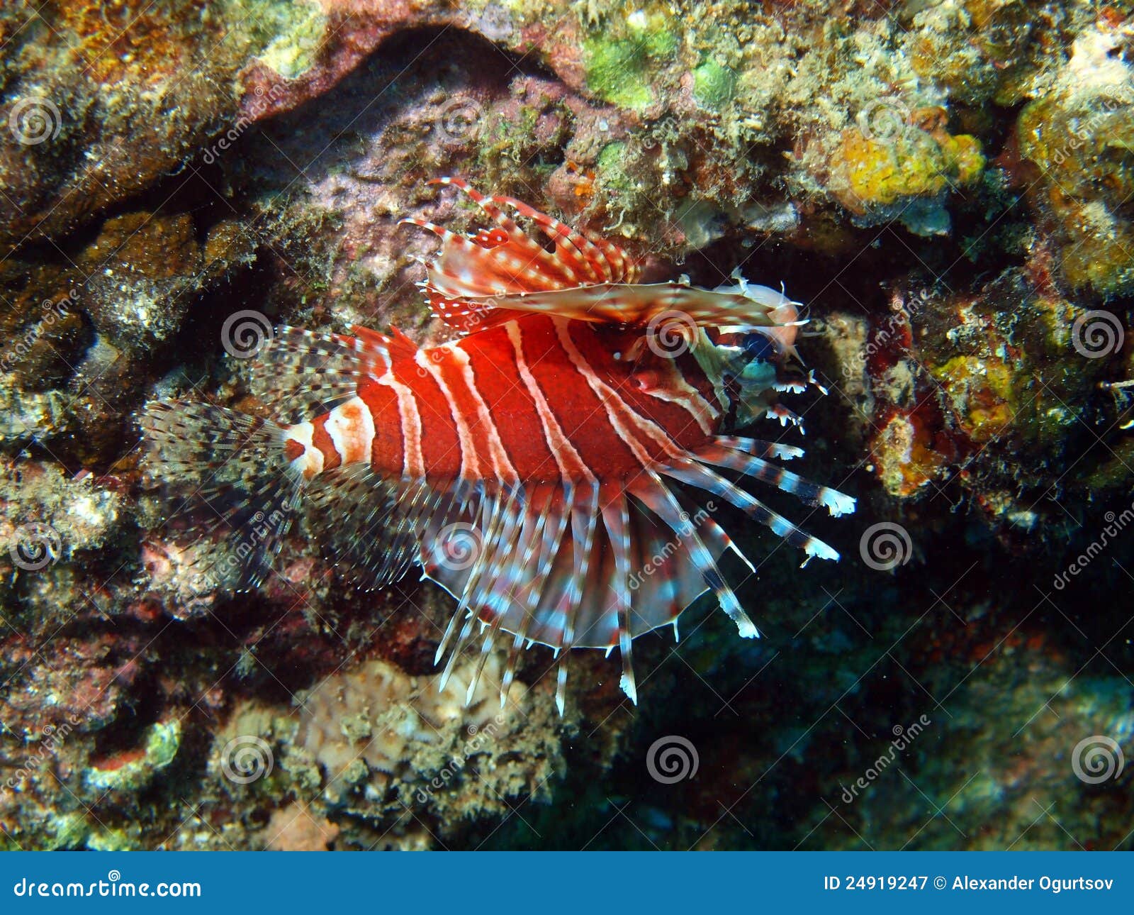 Dangerous Tropical Fish, Scorpionfish, Vietnam Stock Image - Image of ...