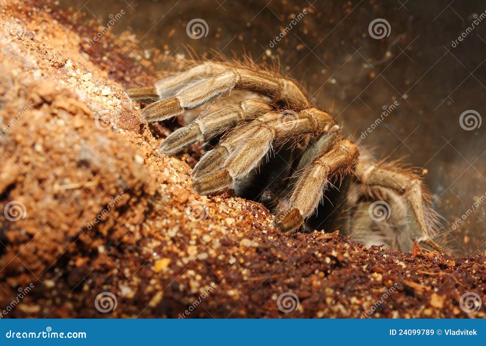 Monster Spider Eight Feet Royalty-Free Stock Photography ...