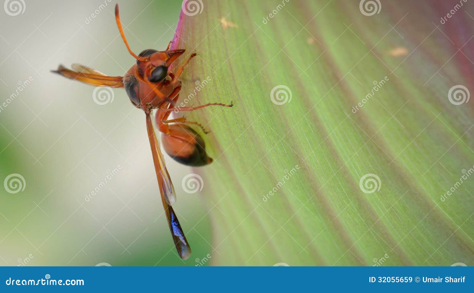 Dangerous Vasp Royalty-Free Stock Photography | CartoonDealer.com #32055659