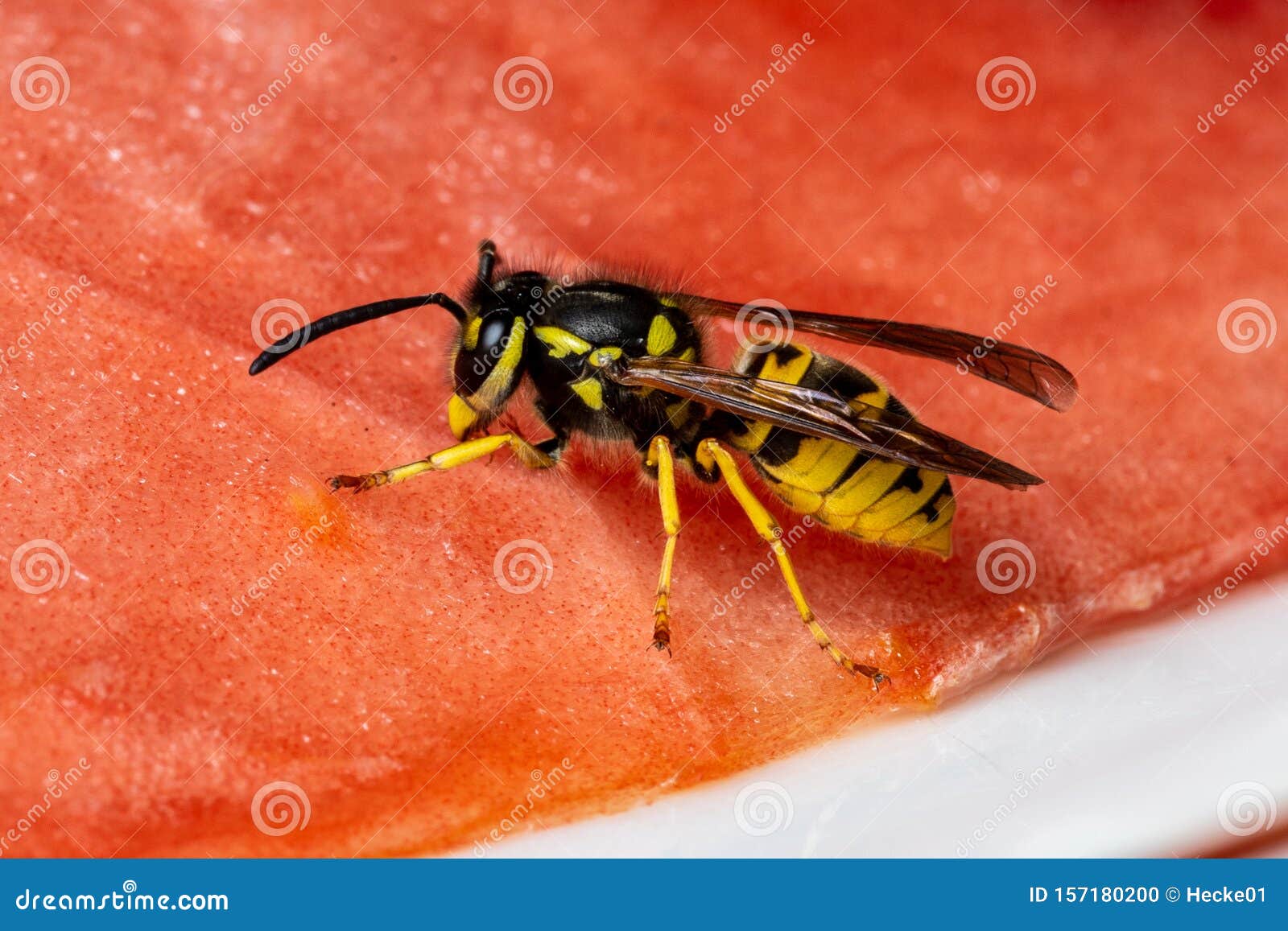 Dangerous Wasp on Food stock photo. Image of food, wildlife - 157180200
