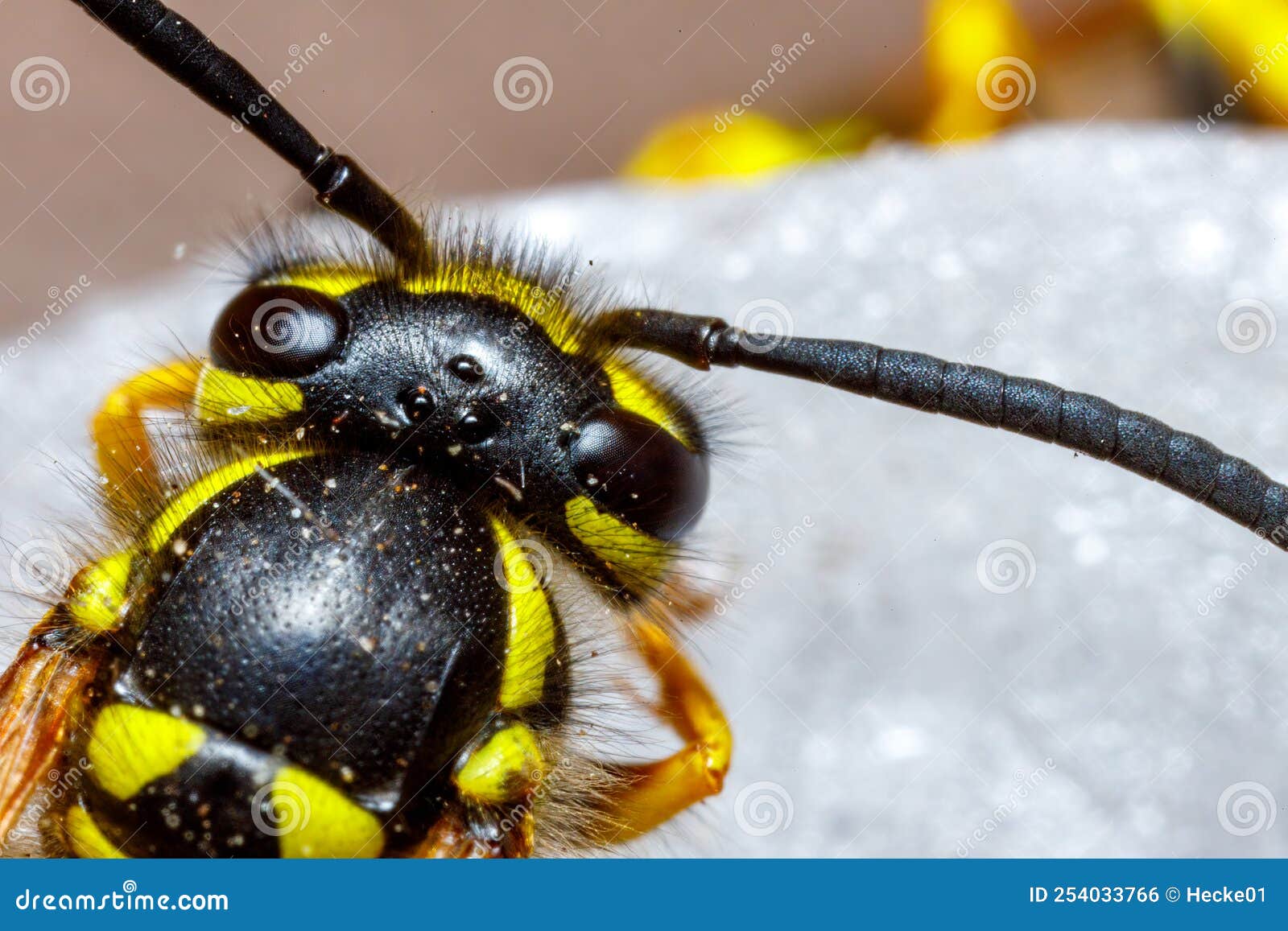 Dangerous Wasp on food stock photo. Image of closeup - 254033766