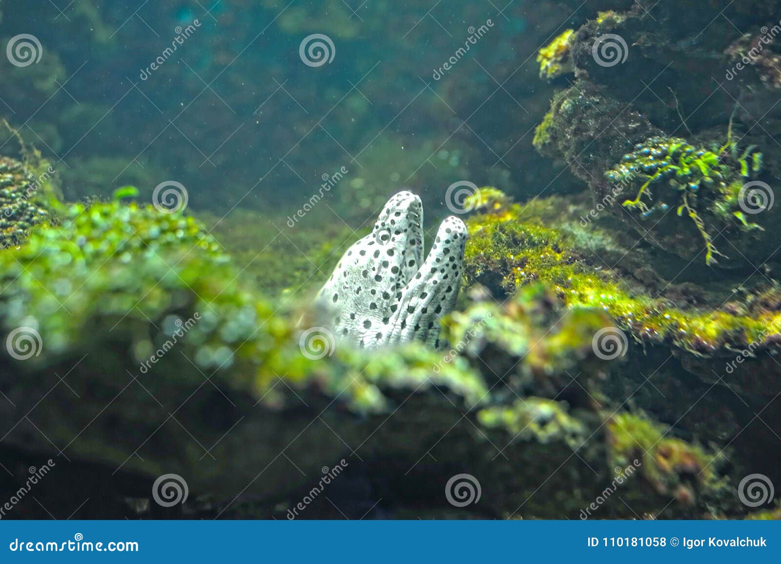 Dangerous white moray stock photo. Image of mouth, nature - 110181058